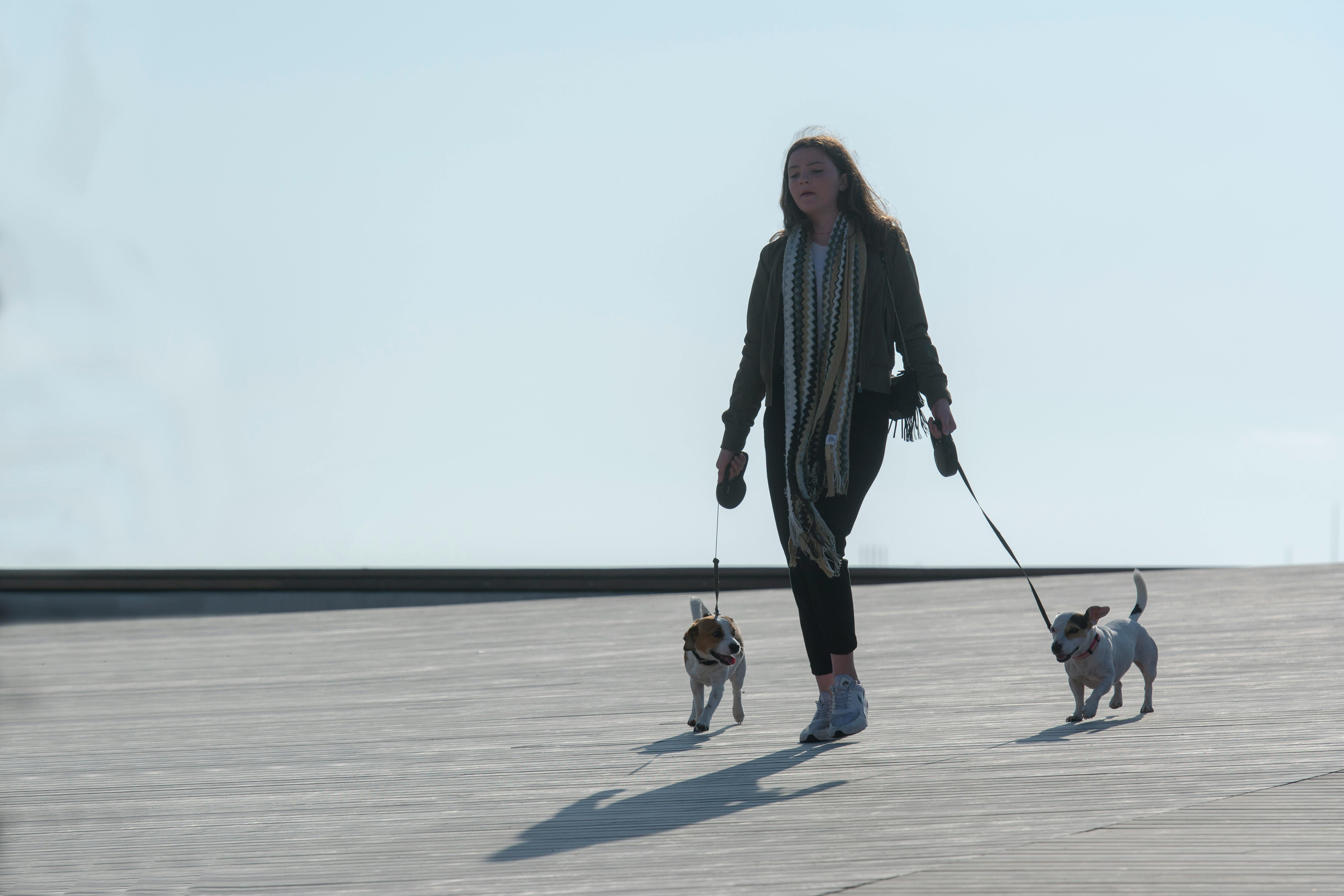 A Woman Walking a Group of Dogs · Free Stock Photo