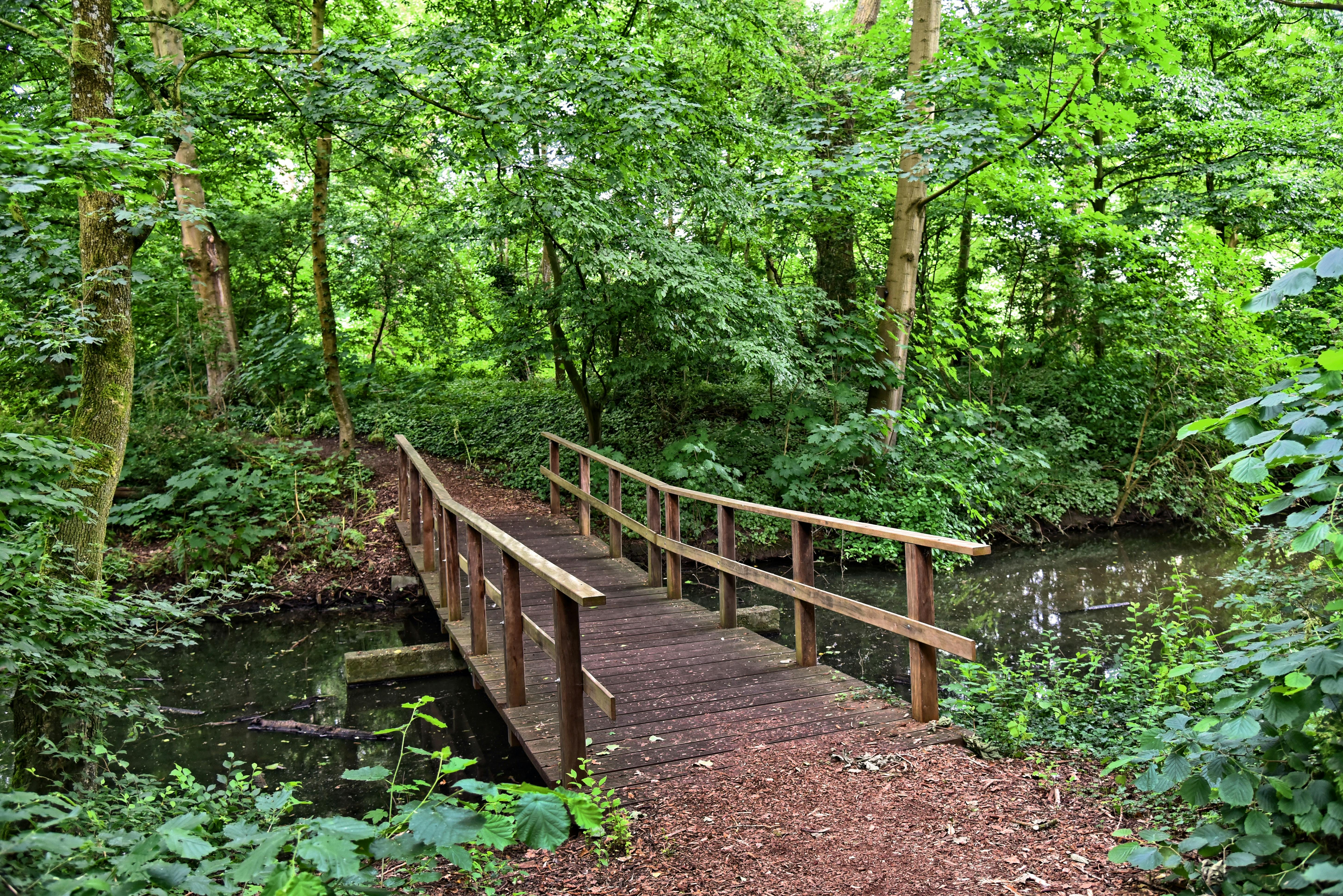 Wooden Bridge Between Trees · Free Stock Photo