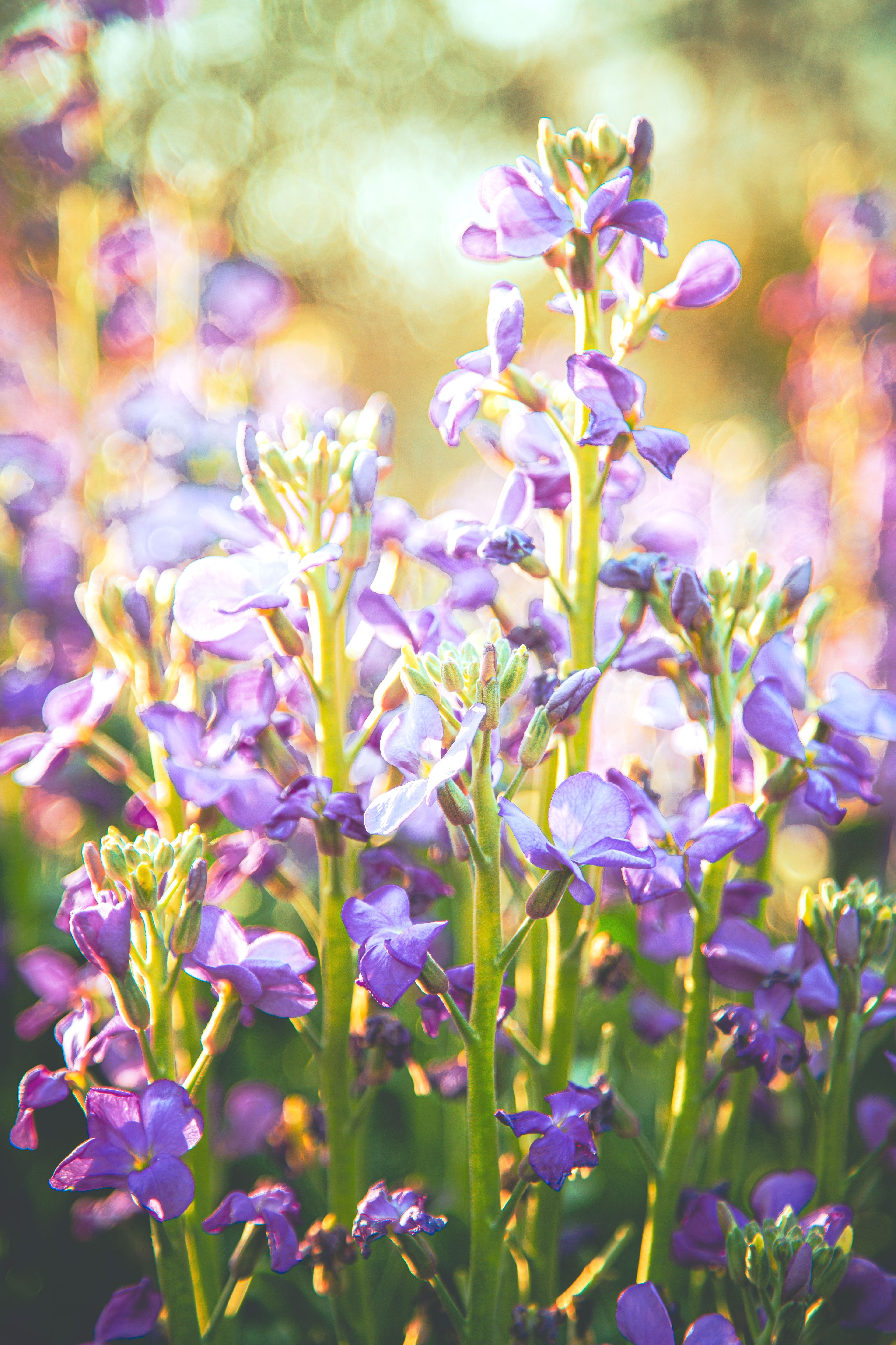 Night Scented Stock Photos, Download The BEST Free Night Scented Stock ...
