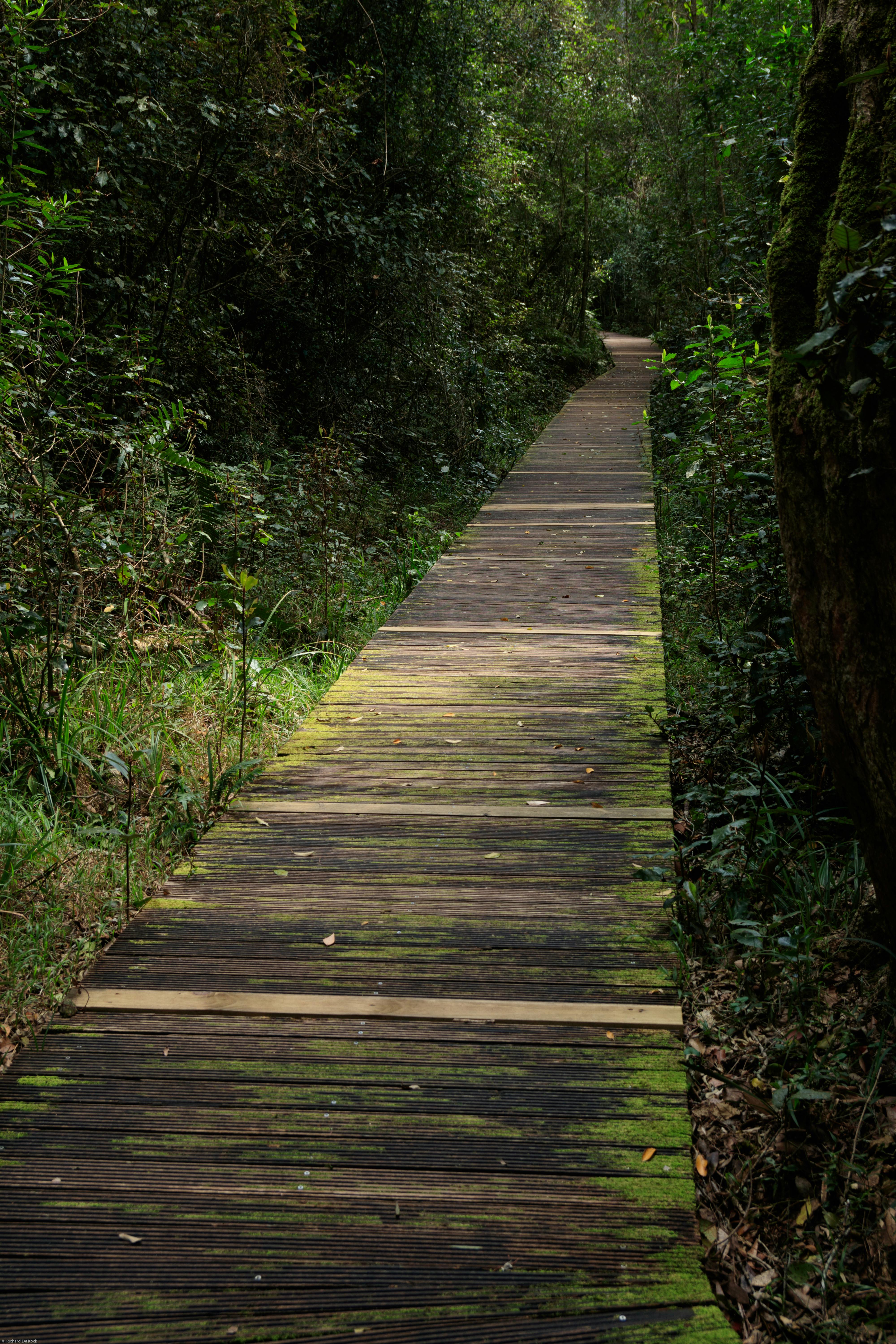 Brown Wooden Pathway in the Forest · Free Stock Photo