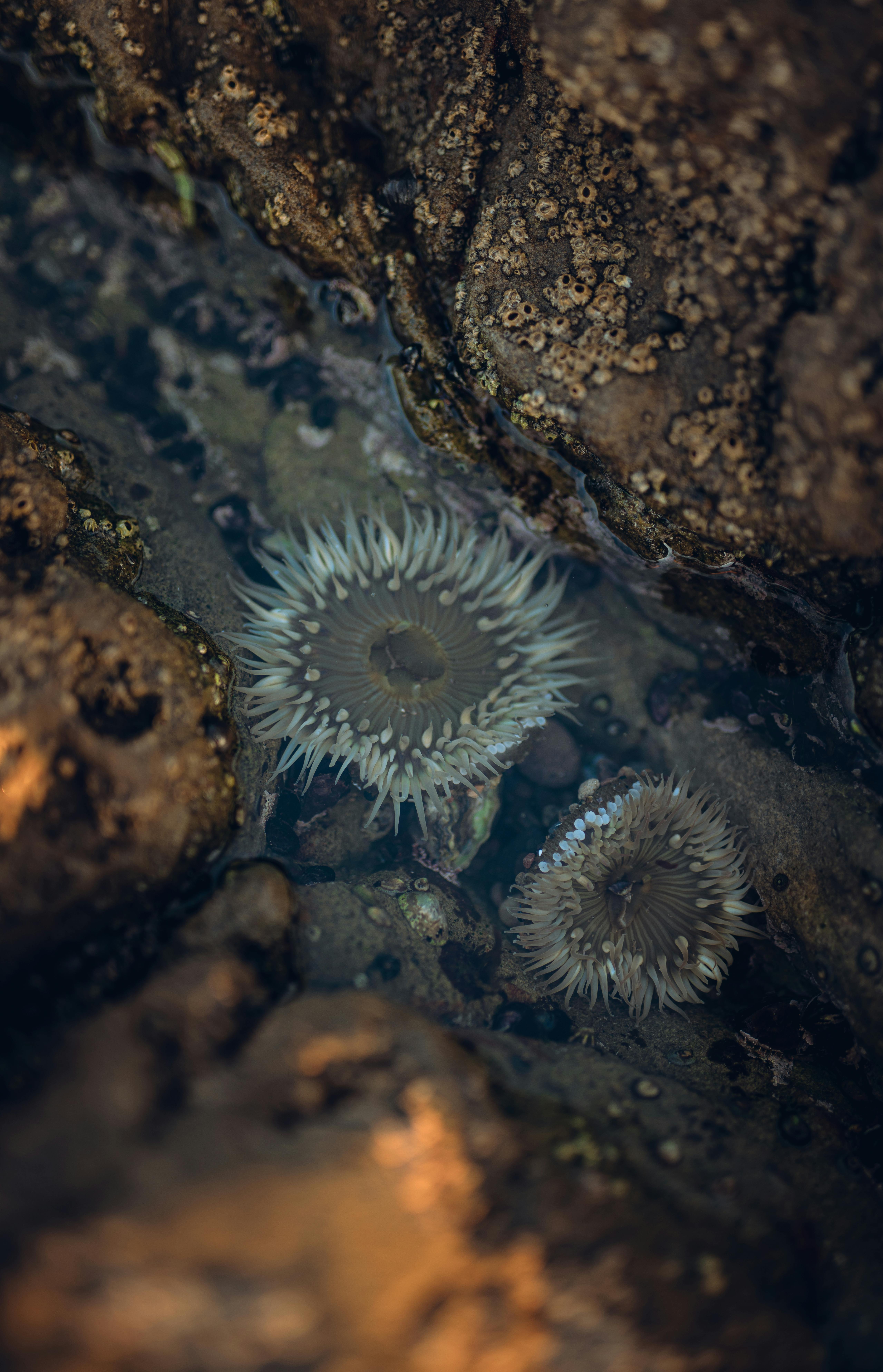 Starburst Anemone on the Seashore · Free Stock Photo
