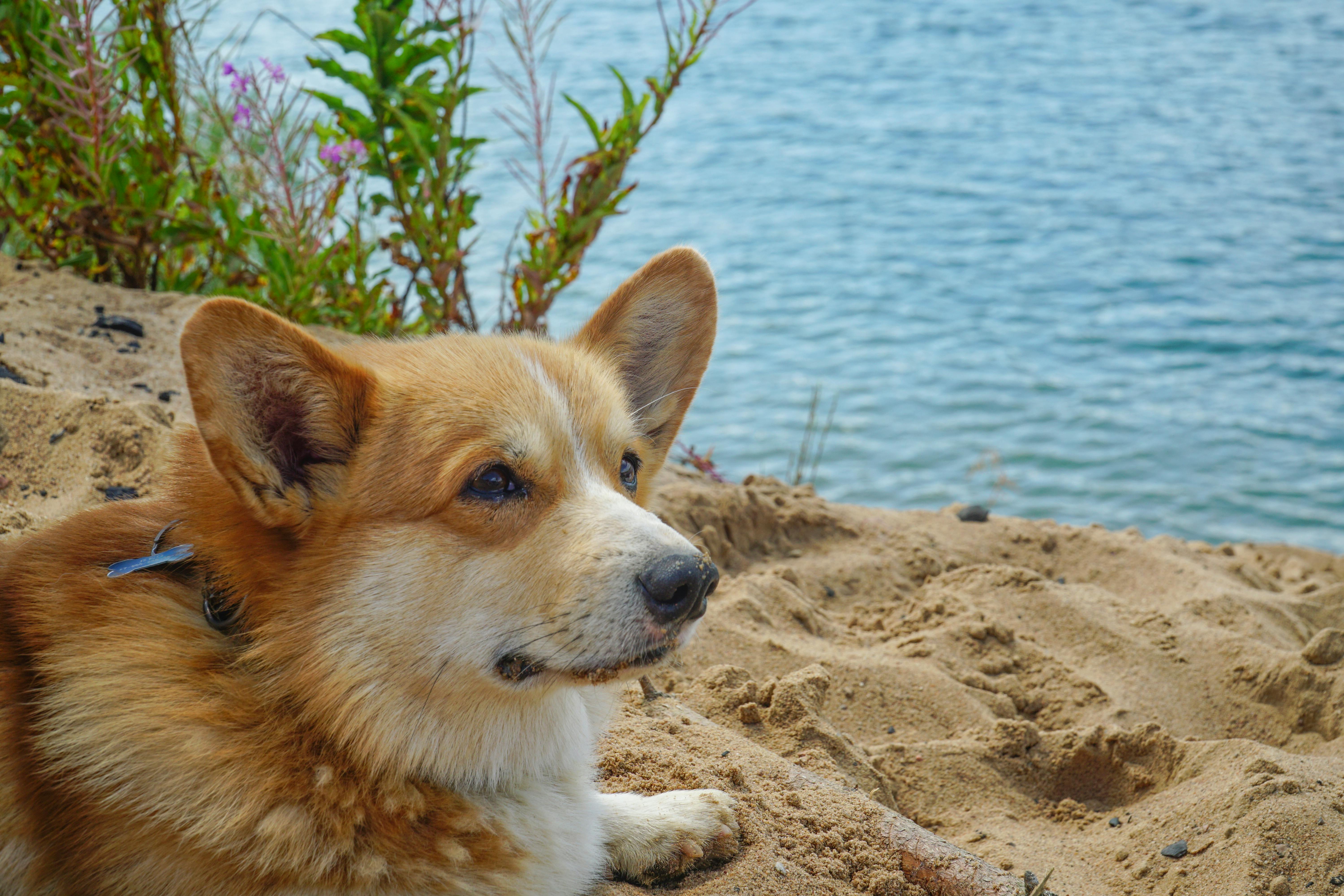 Корги 38 Photos & Videos Collected by Irina Balashova