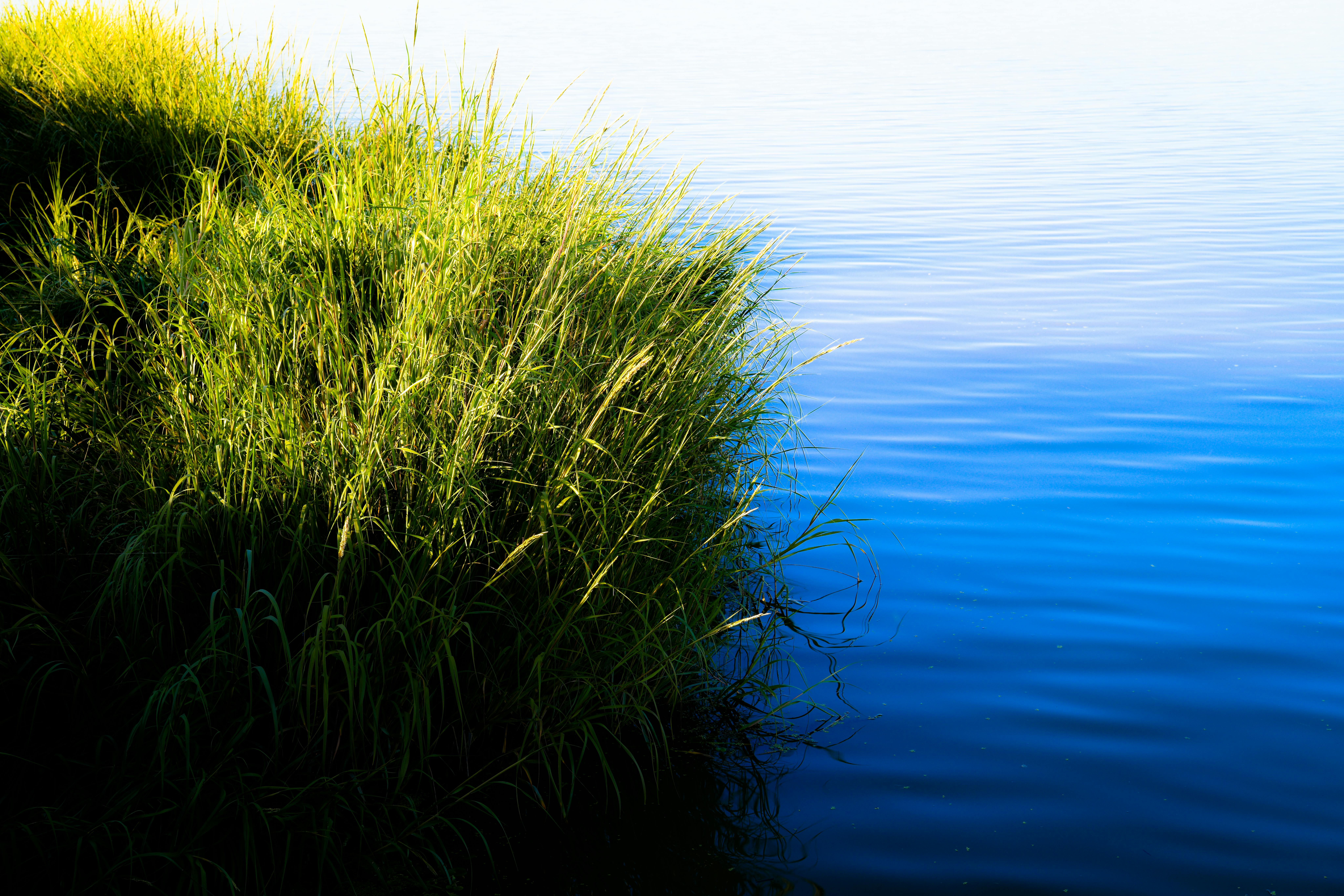 Green Tall Grass Beside a Lake · Free Stock Photo