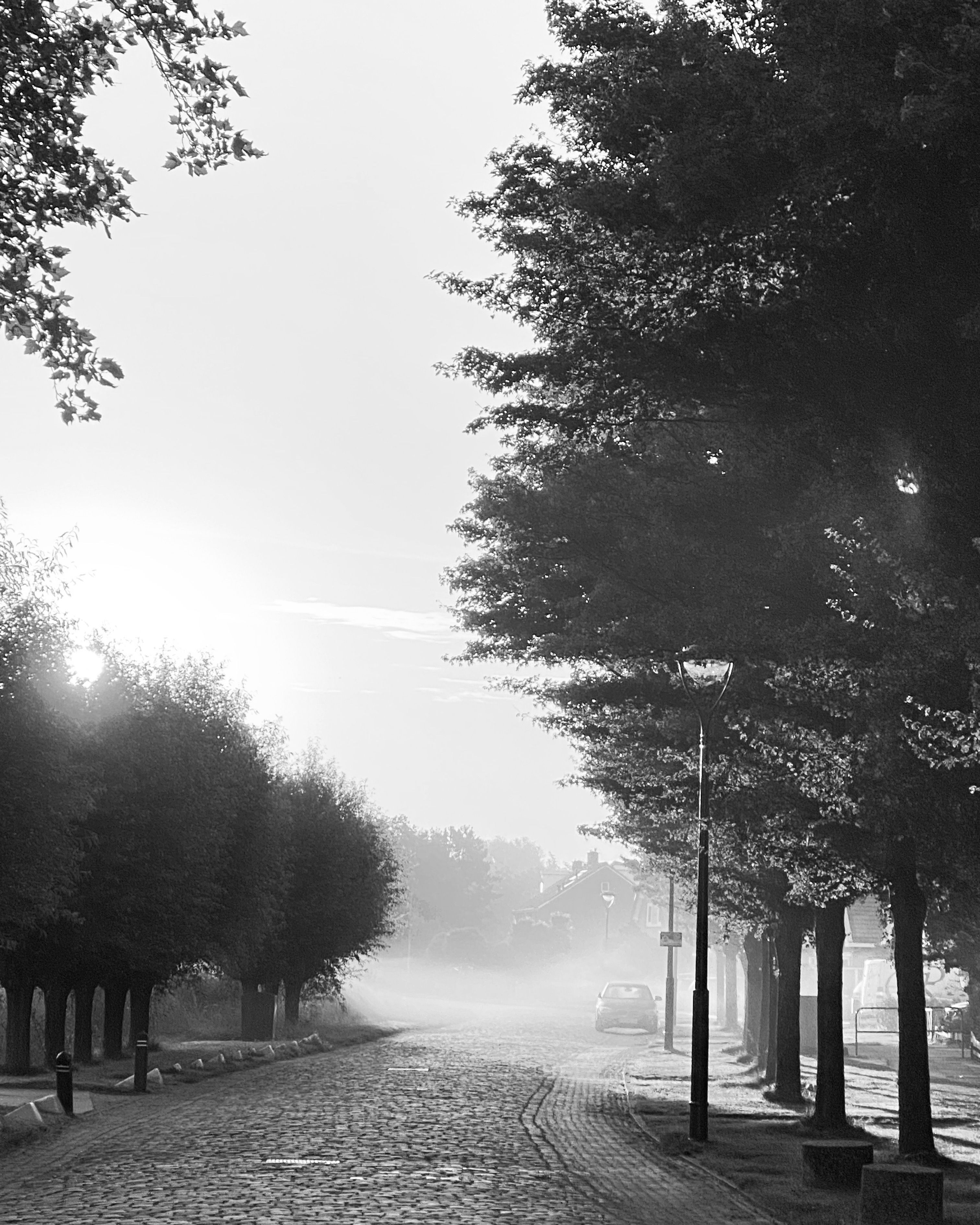 Grayscale Photo of Trees Between a Street · Free Stock Photo