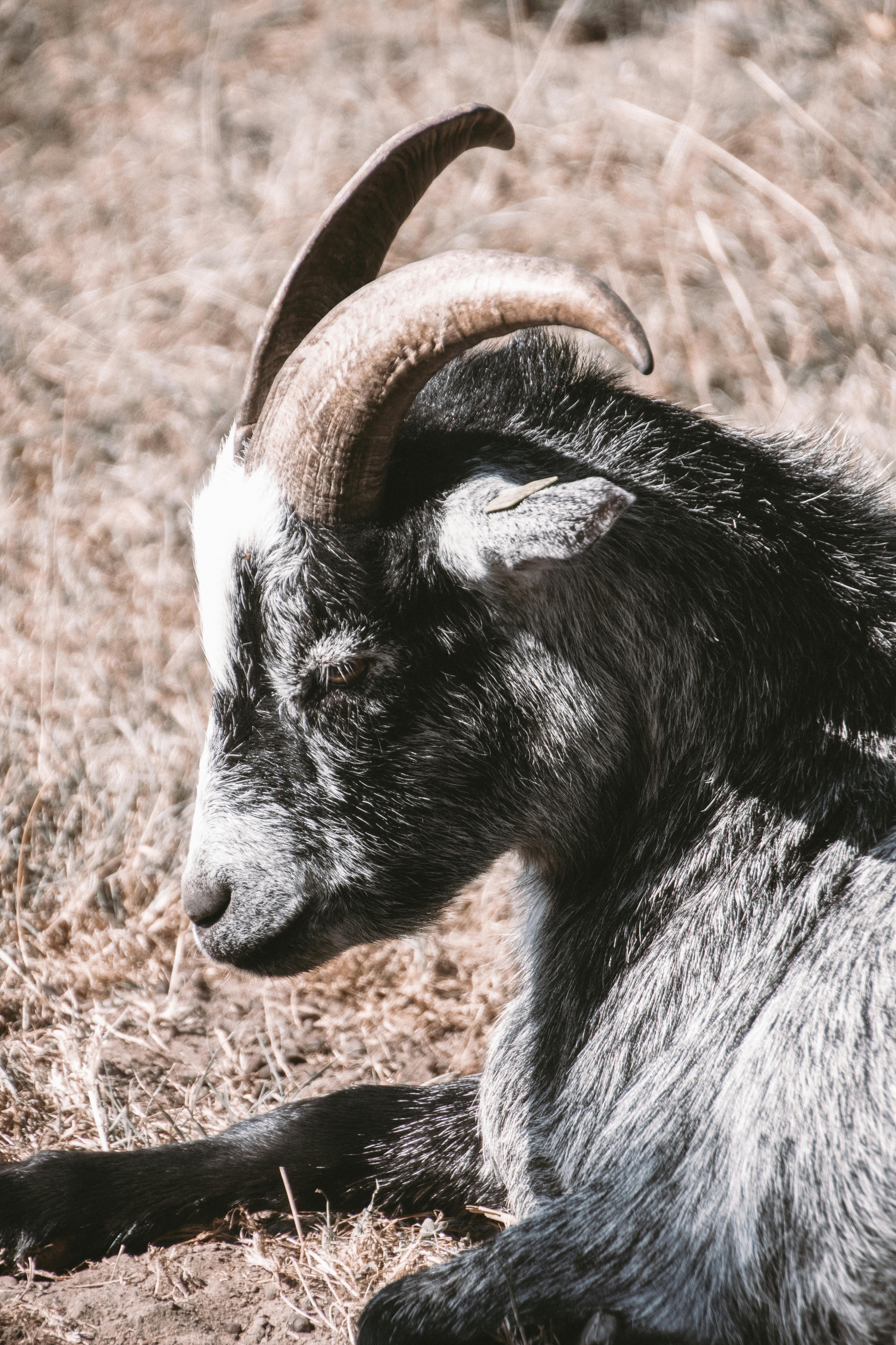 Close-Up Shot of a Goat · Free Stock Photo
