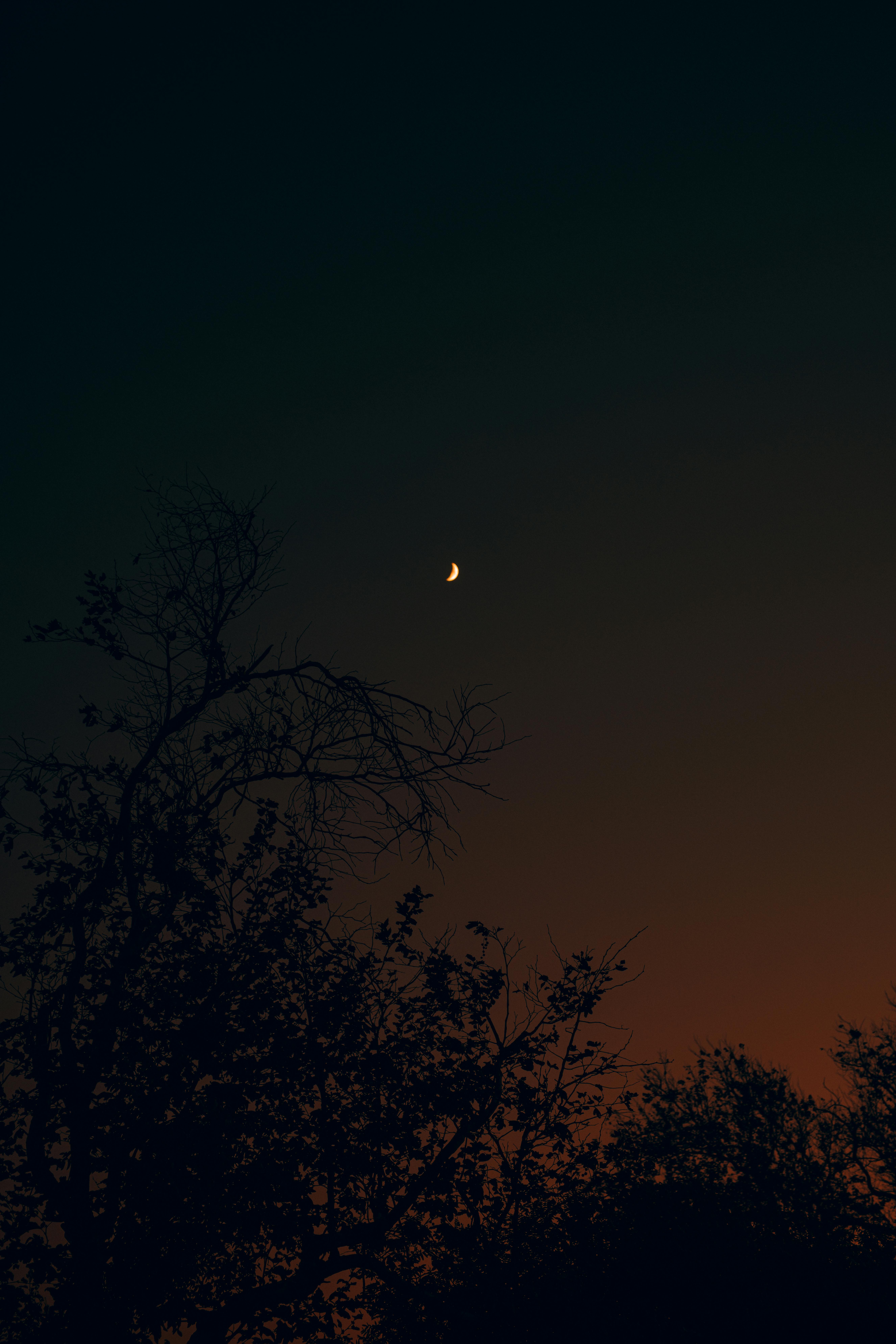 Silhouette of Tree During Night Time · Free Stock Photo