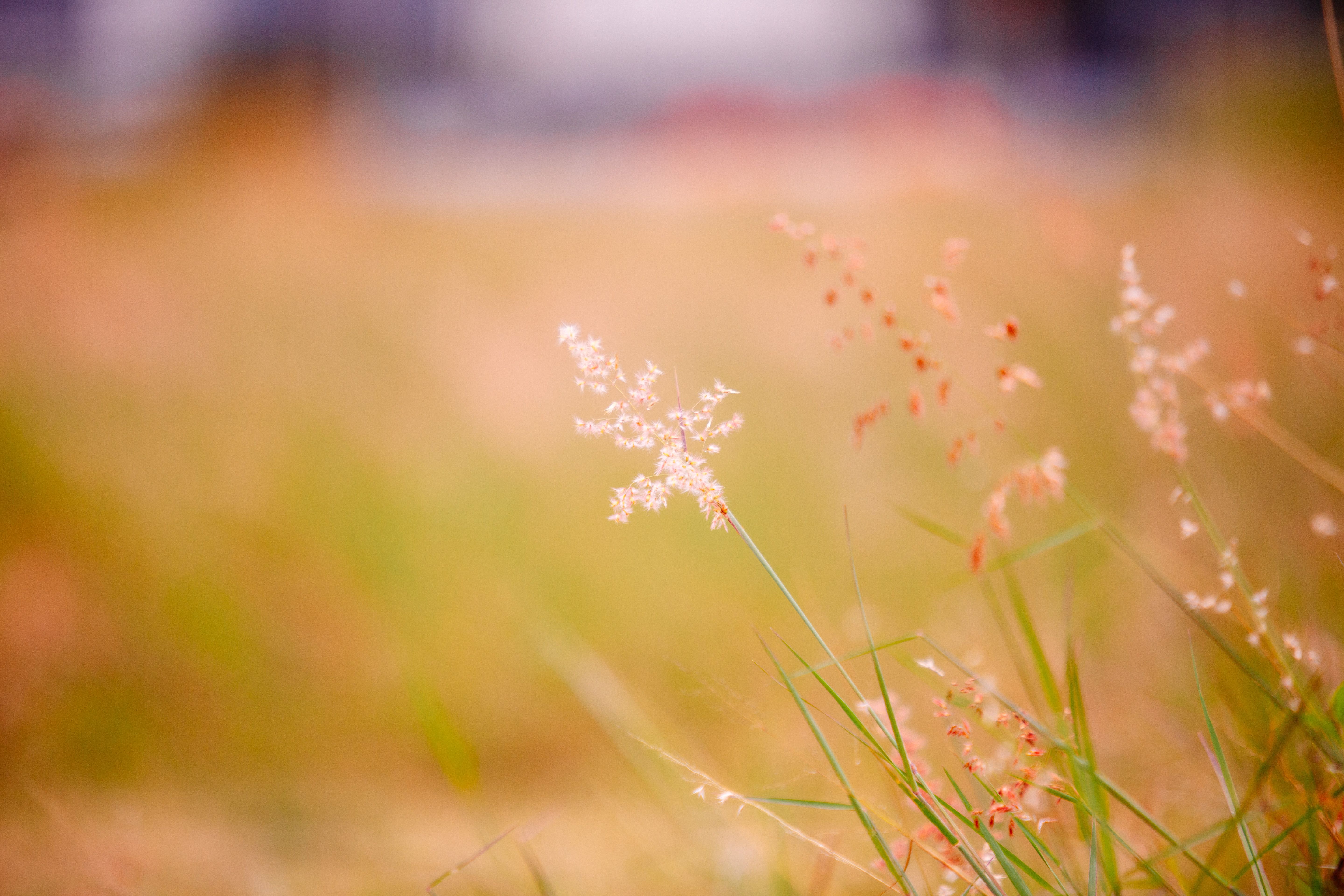 Grass in Summer · Free Stock Photo