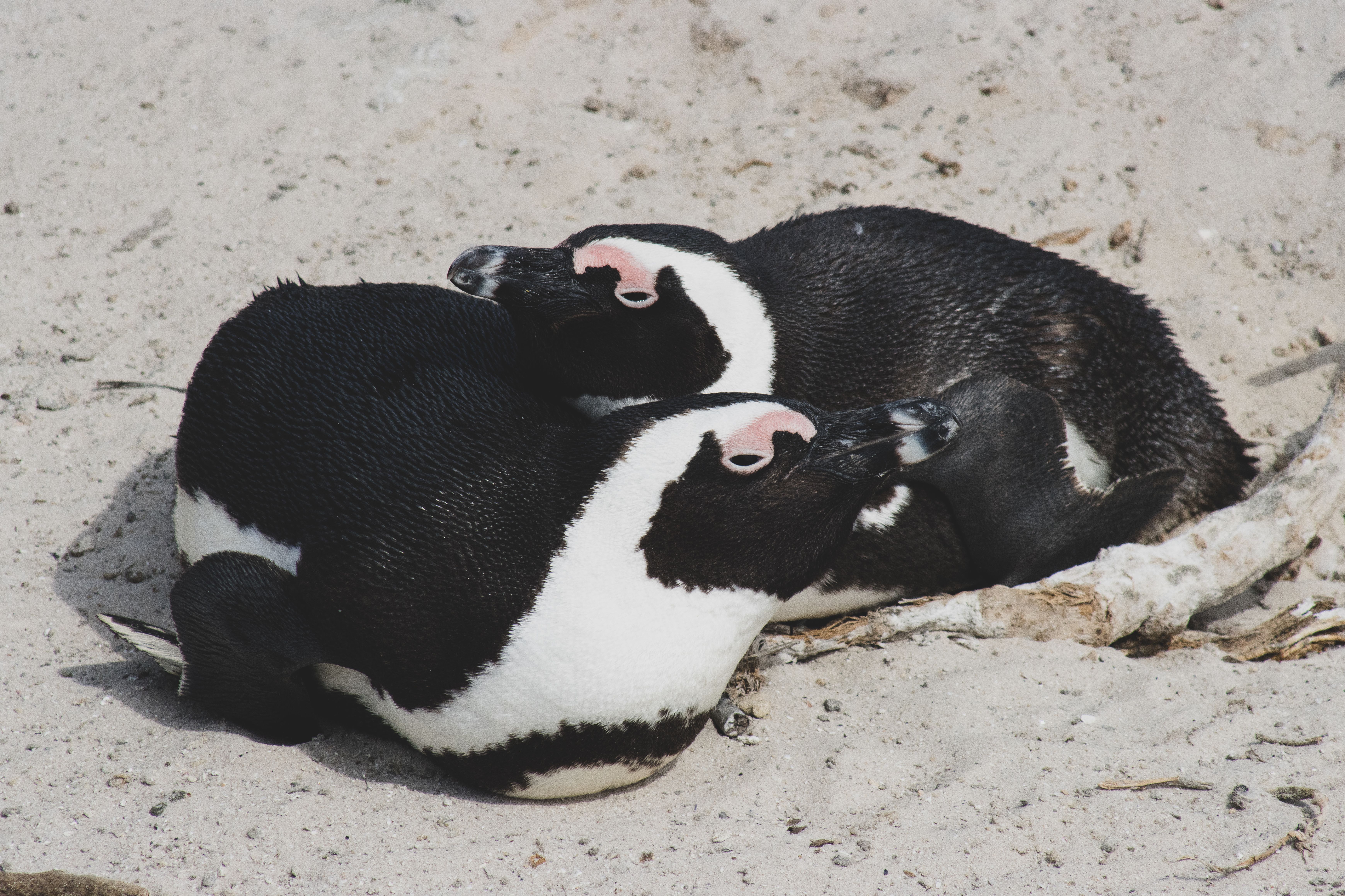 Close-Up Shot of Penguins · Free Stock Photo