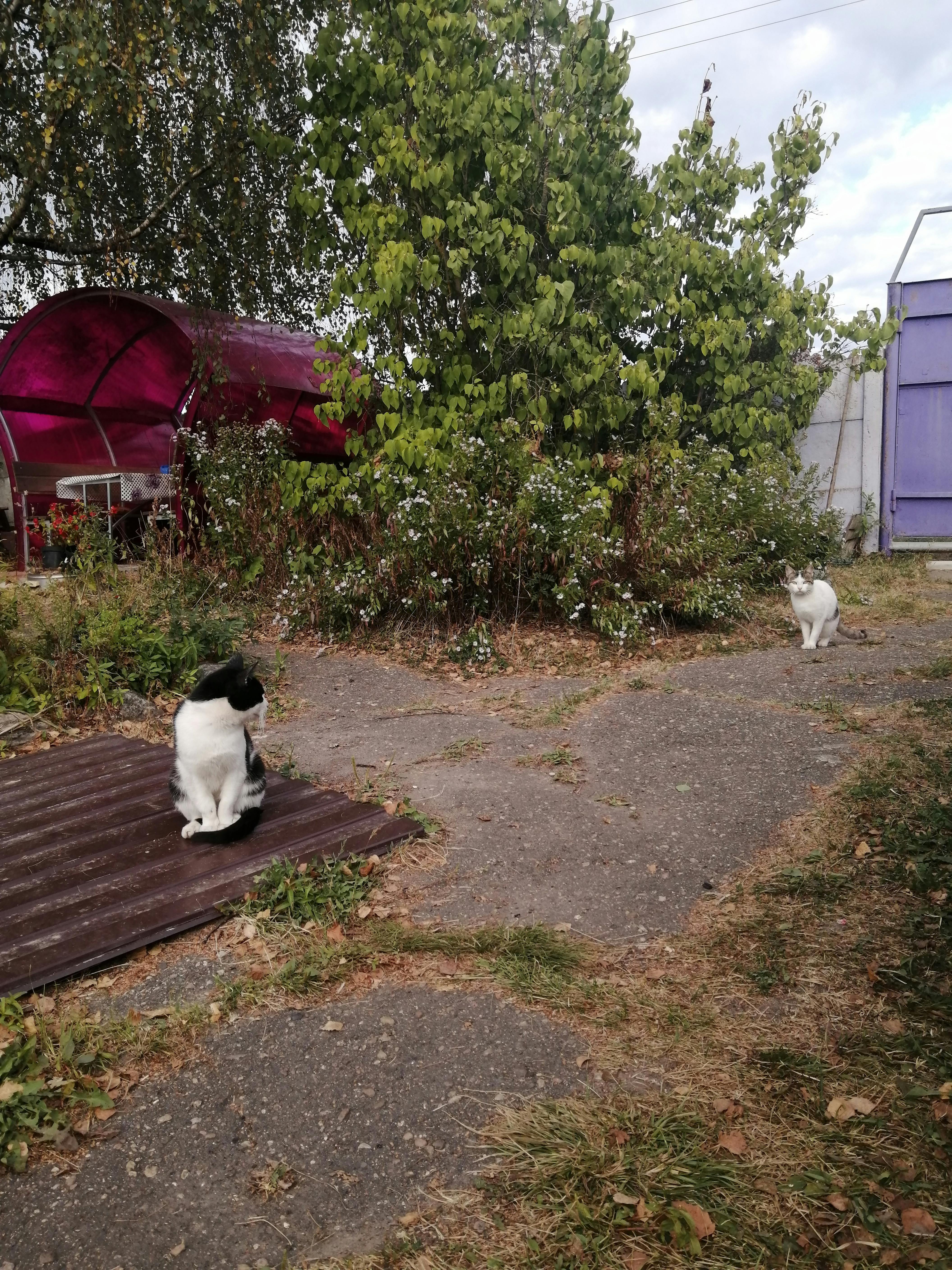 Cats in a Backyard · Free Stock Photo