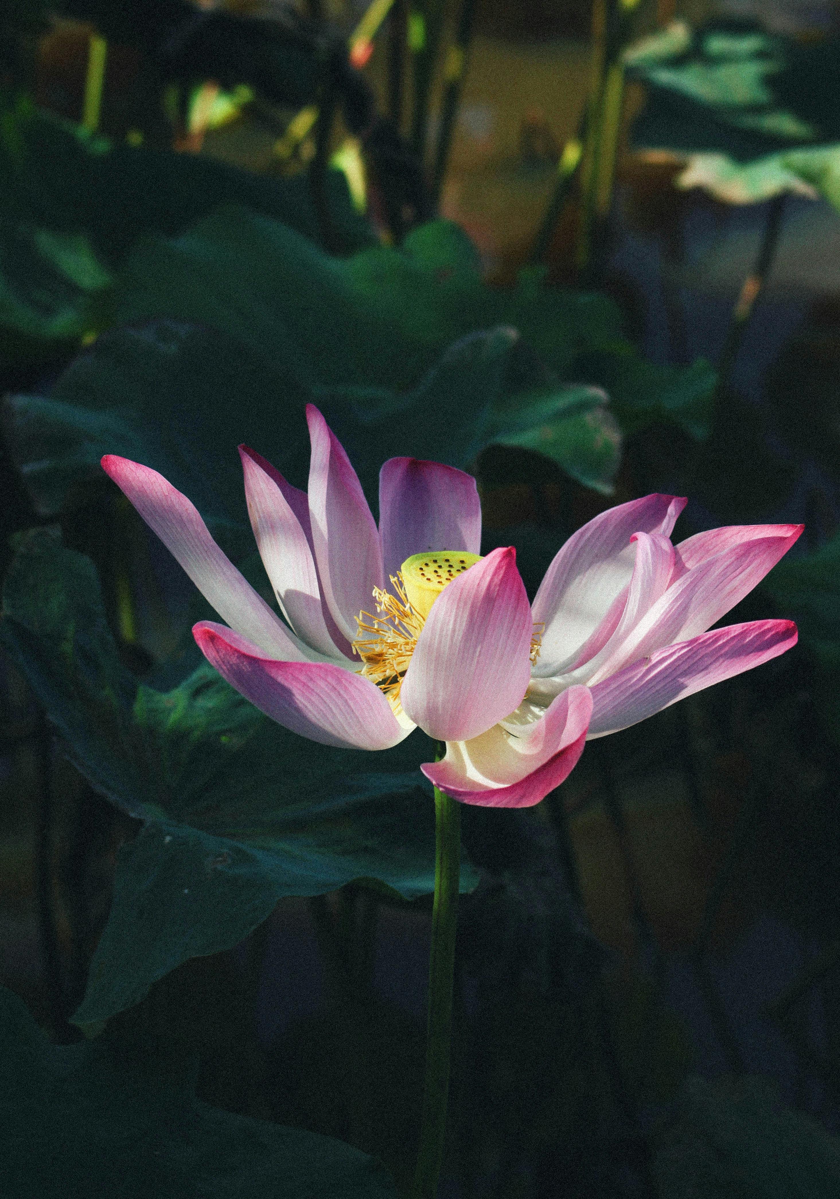 Pink Lotus Flower Petals Opening · Free Stock Photo