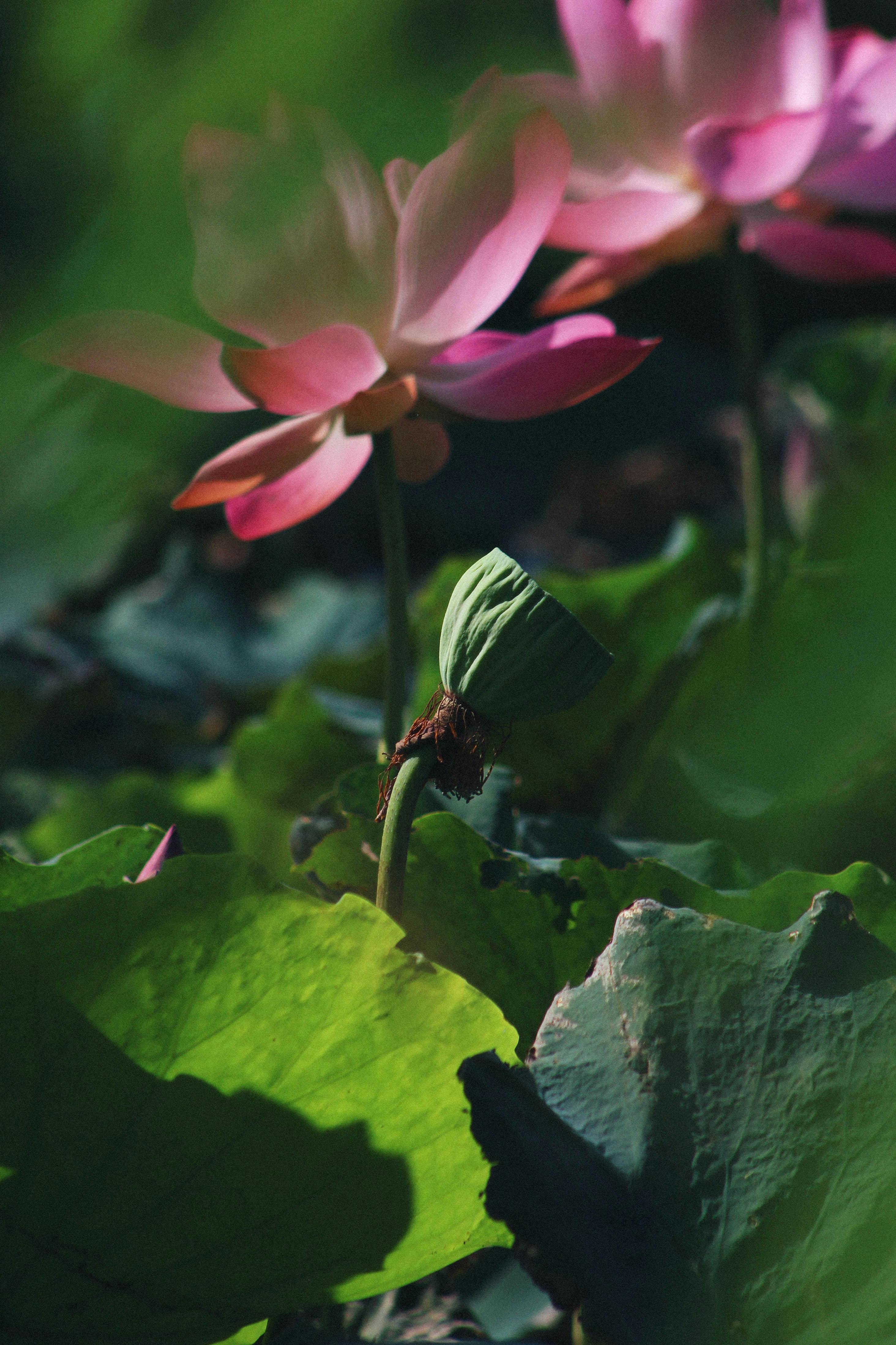 Ivy Nguyen - Photography Ivy Nguyen - Photography