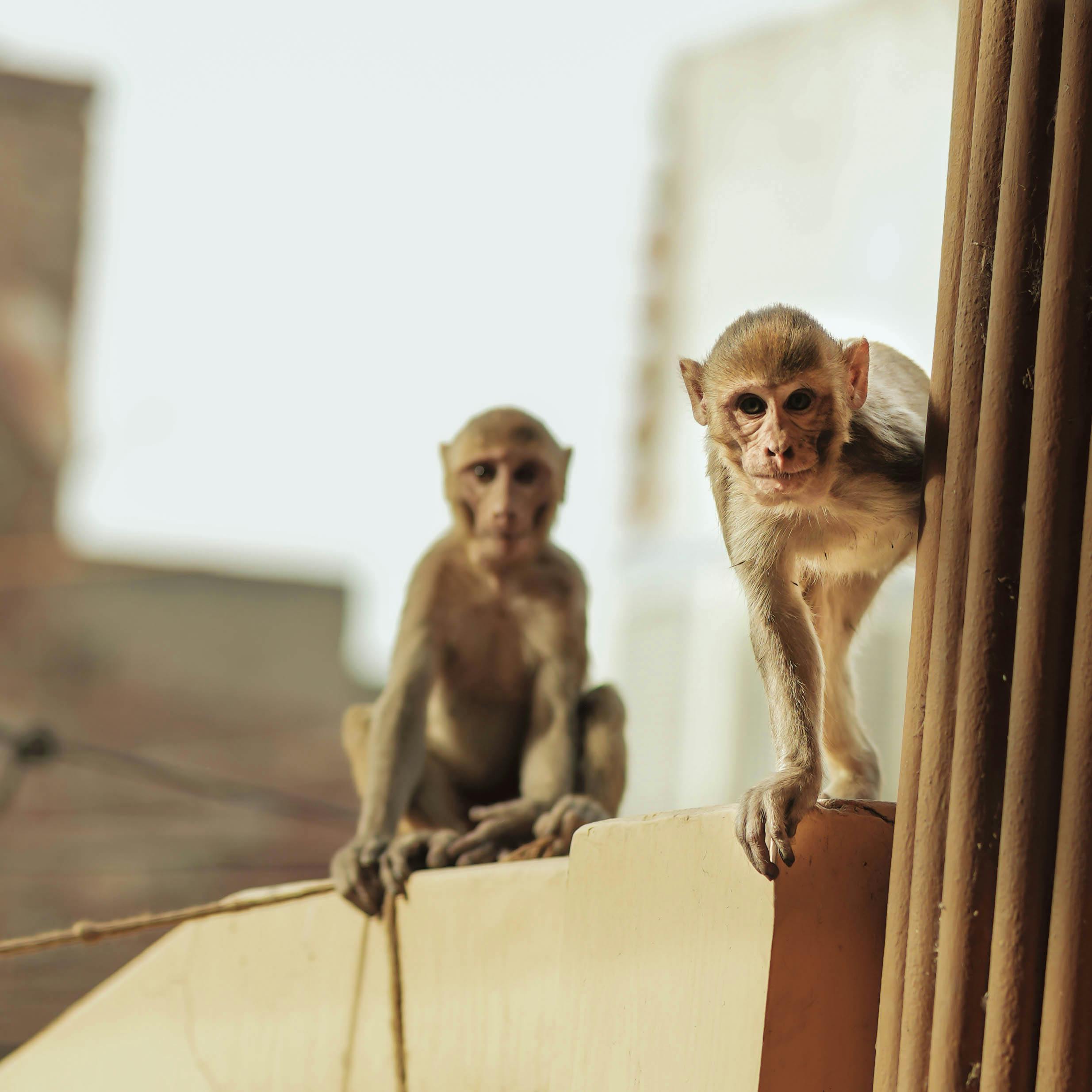 Monkey Are In Building Photos, Download The BEST Free Monkey Are In ...