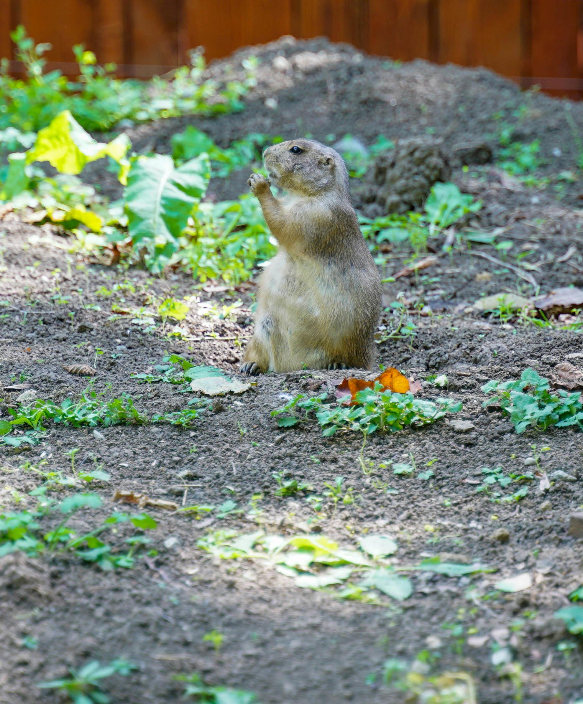 Brown and Gray Prairie Dog · Free Stock Photo