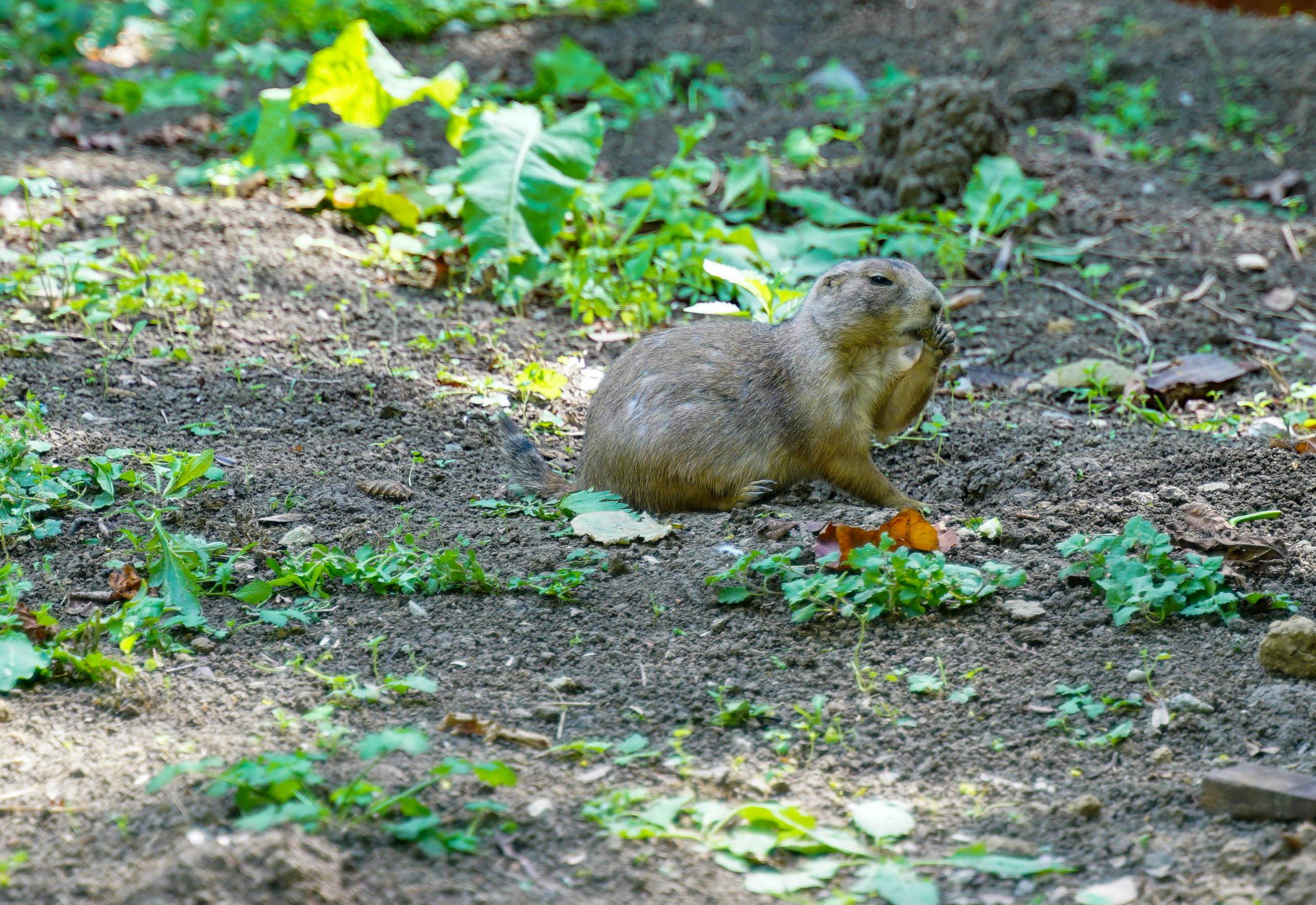 Brown and Gray Prairie Dog · Free Stock Photo