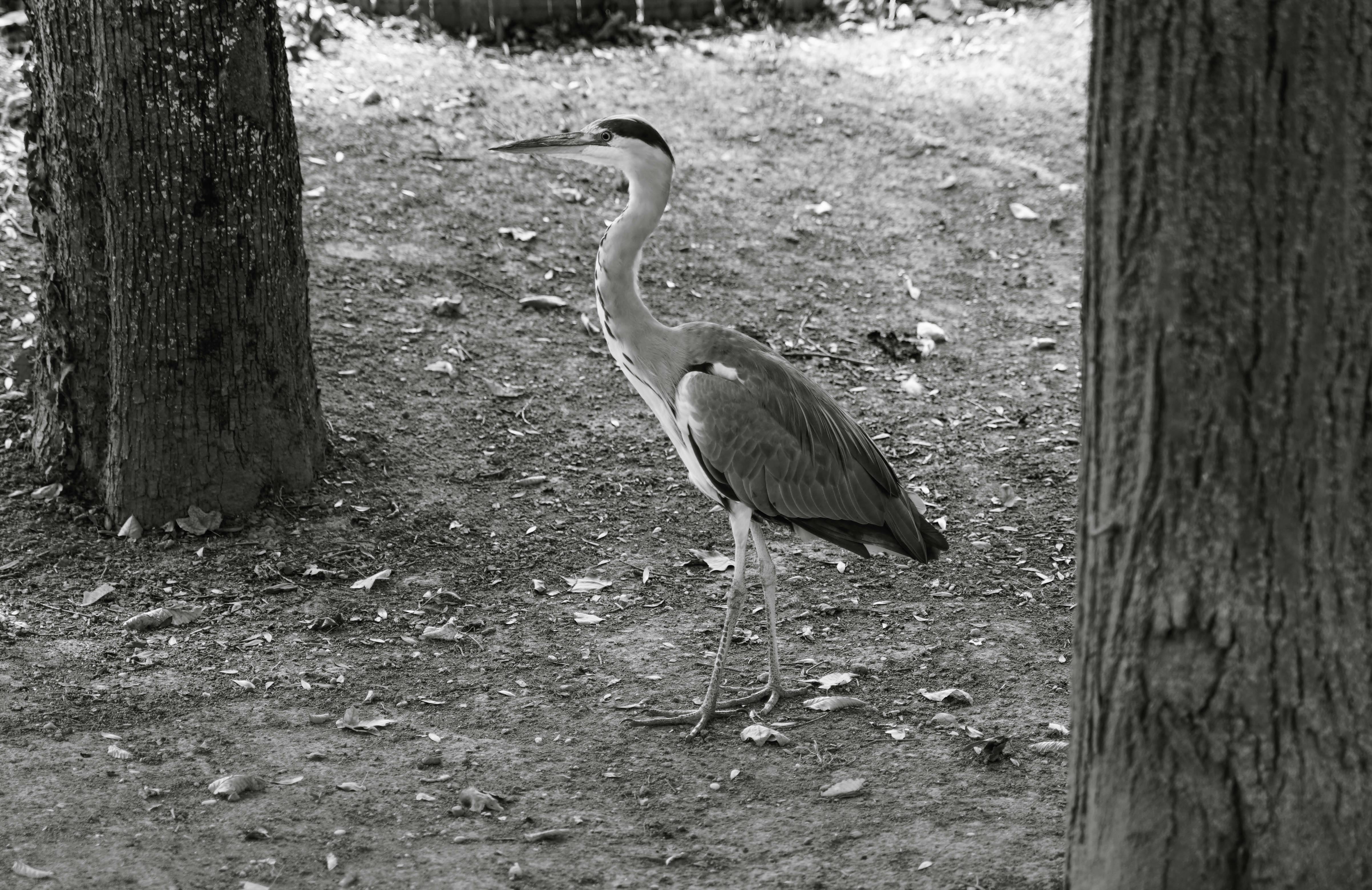 Bird with Long Neck · Free Stock Photo