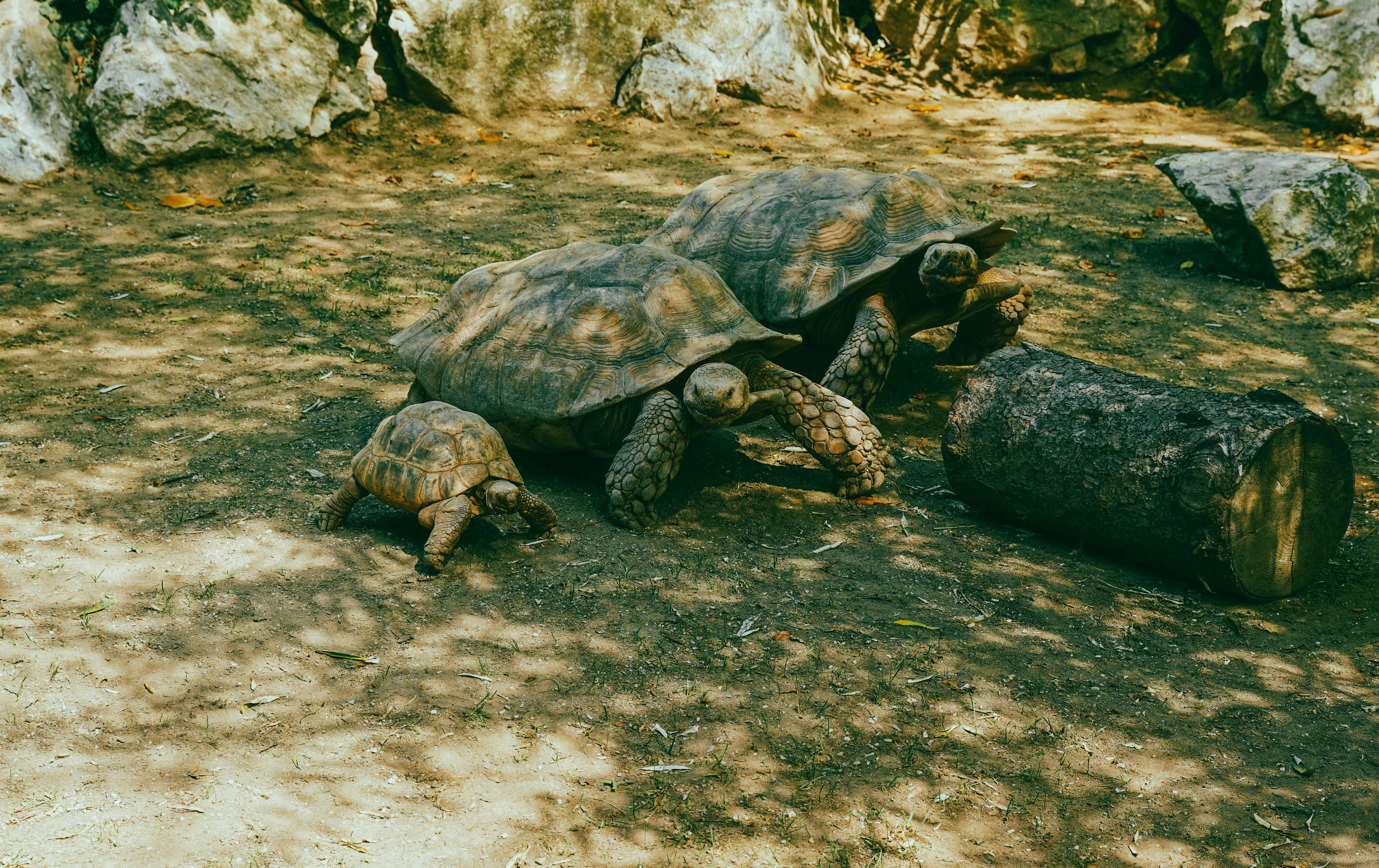 Tortoises Crawling on the Ground Near Wooden Log · Free Stock Photo