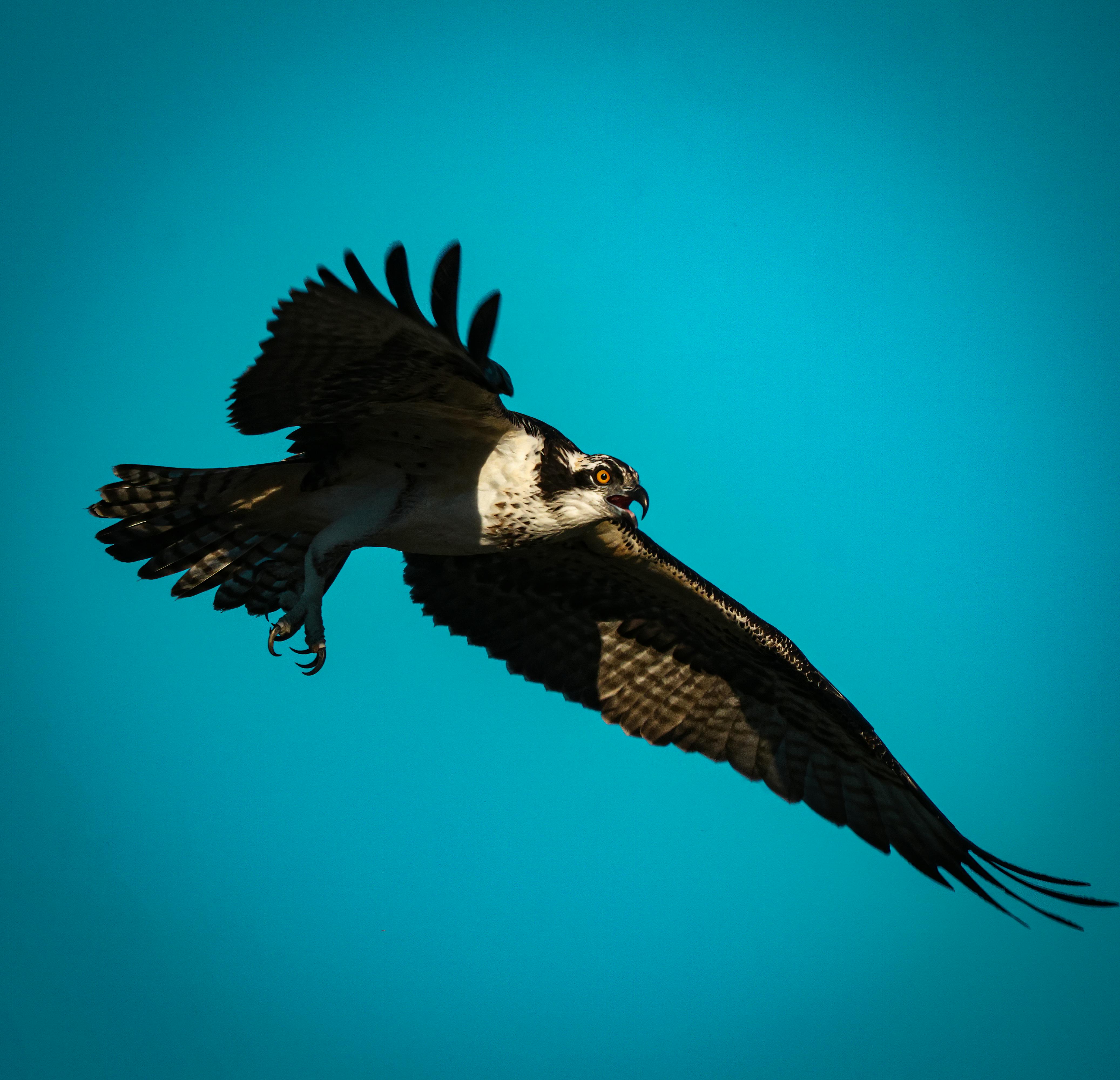 Close-Up Shot of a Flying Osprey · Free Stock Photo