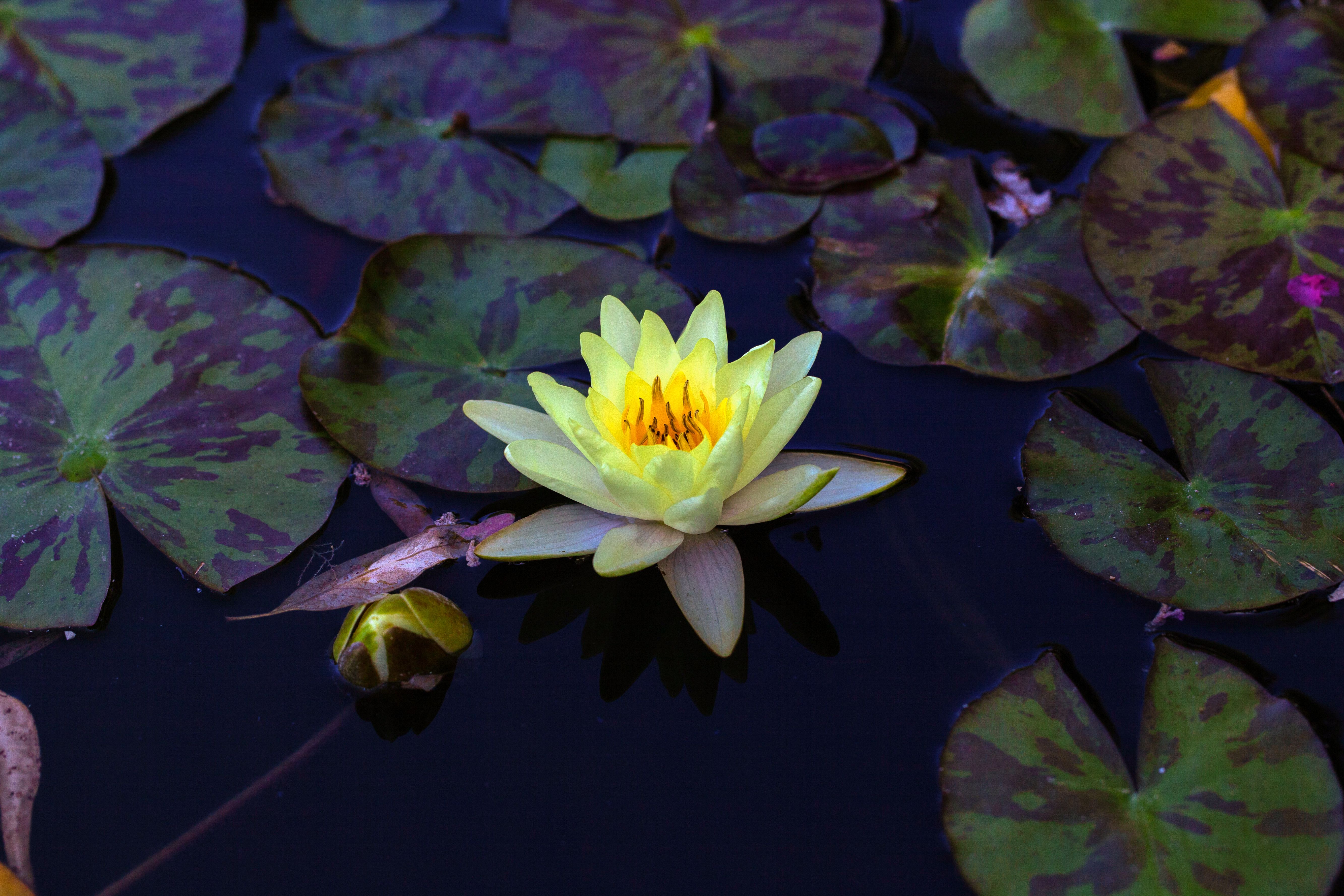 Nymphaea Photos, Download The BEST Free Nymphaea Stock Photos & HD Images