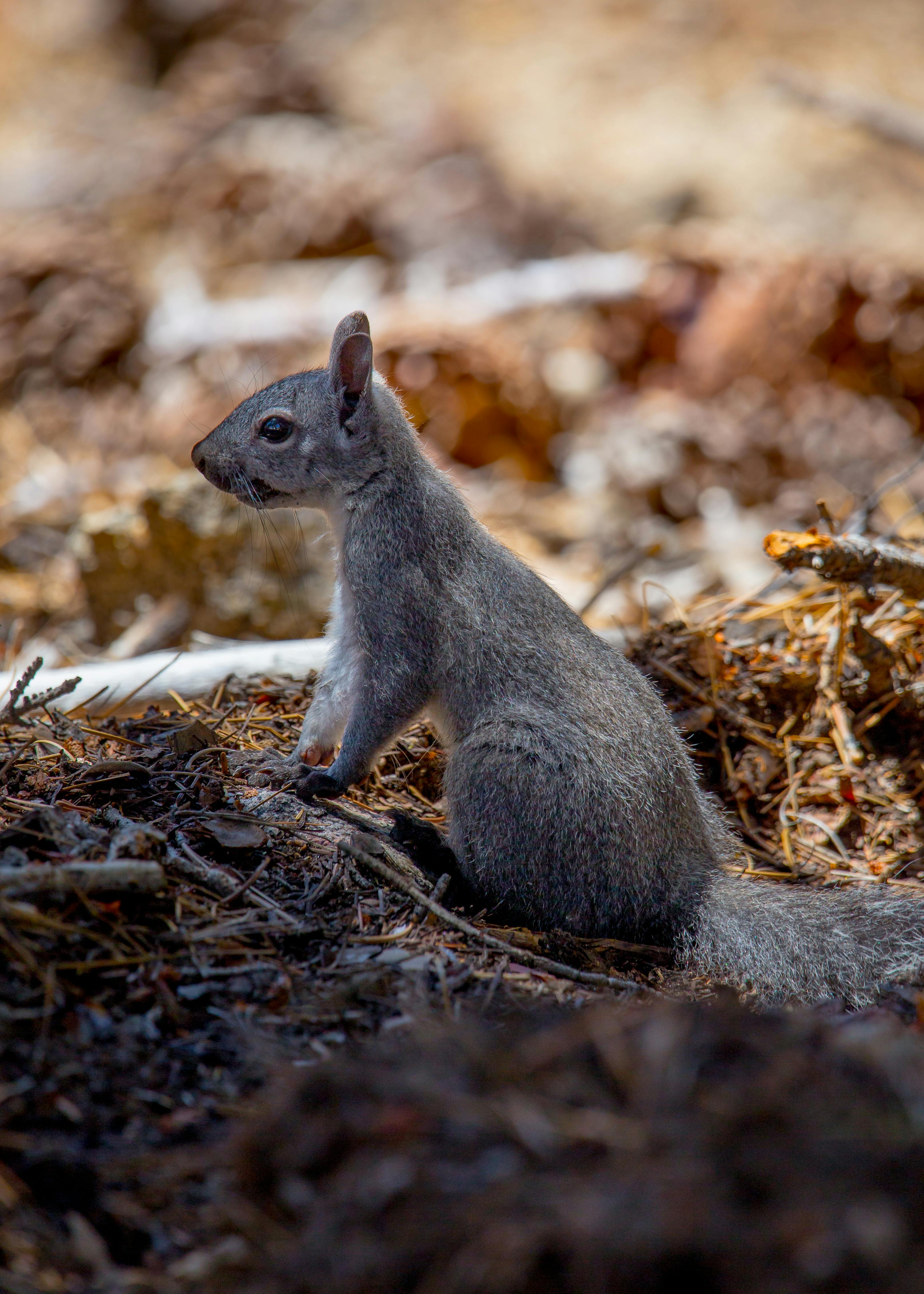 Brown Squirrel · Free Stock Photo