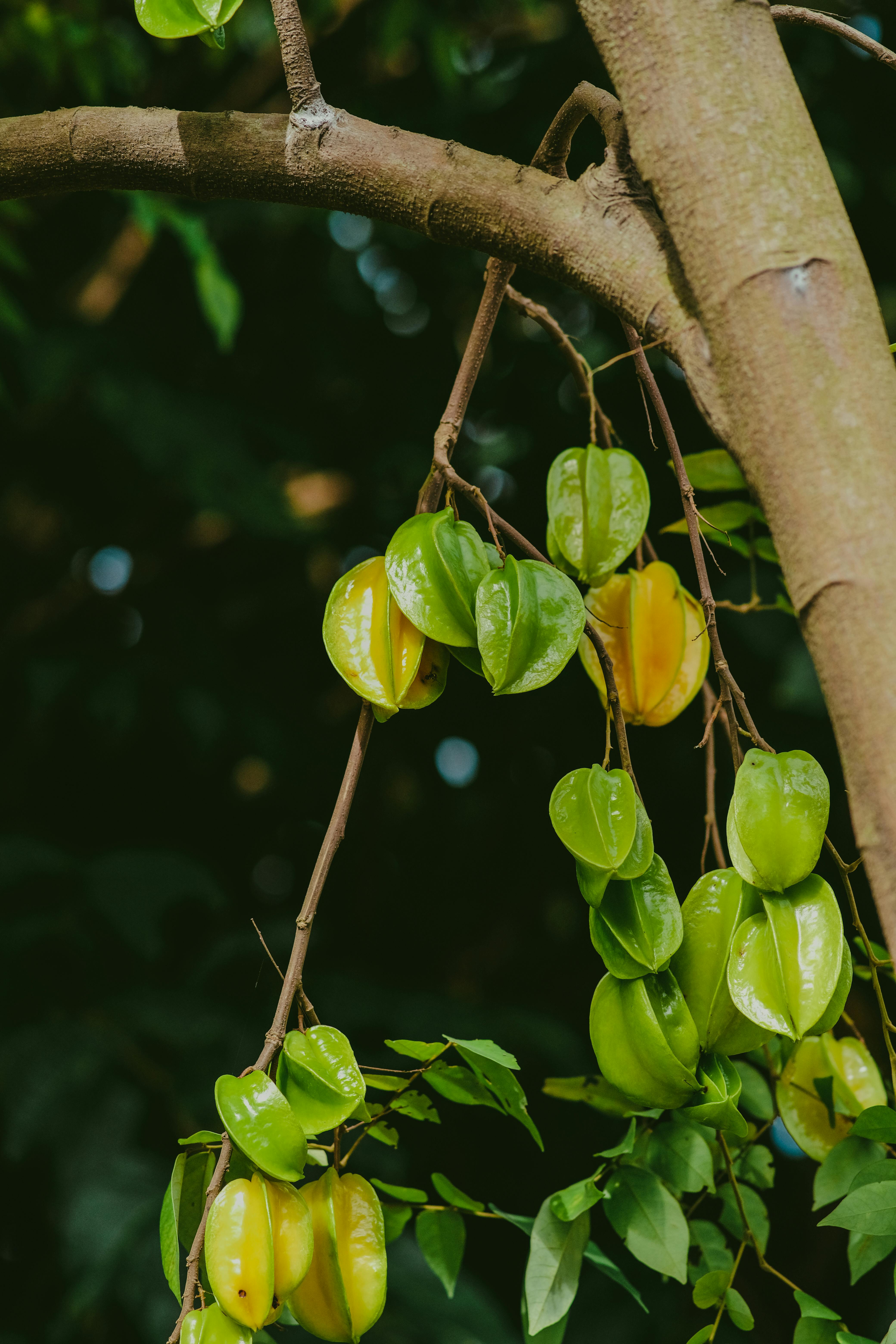 Star Fruit Photos, Download The BEST Free Star Fruit Stock Photos & HD ...