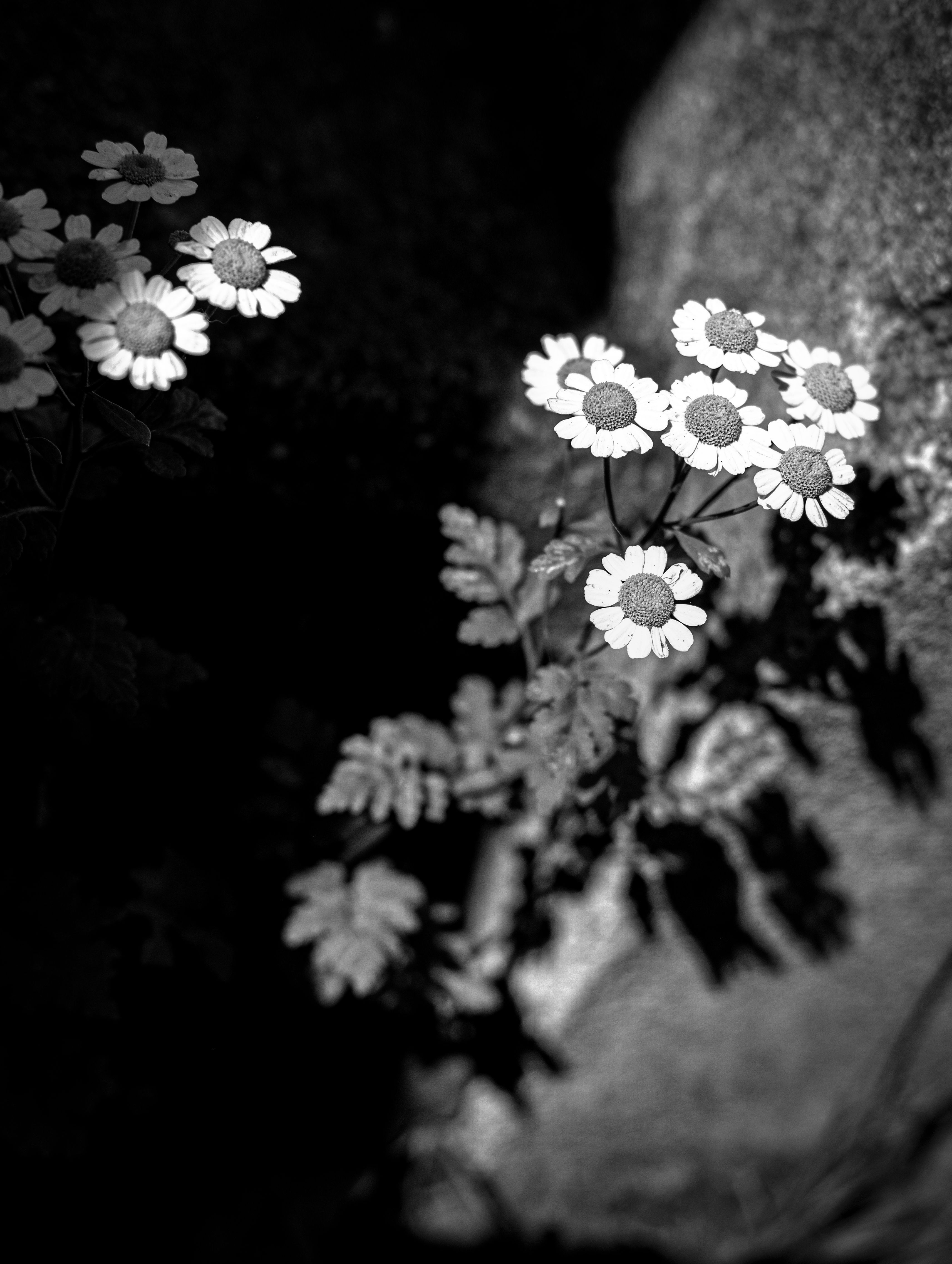 Grayscale Photography of Flowers · Free Stock Photo