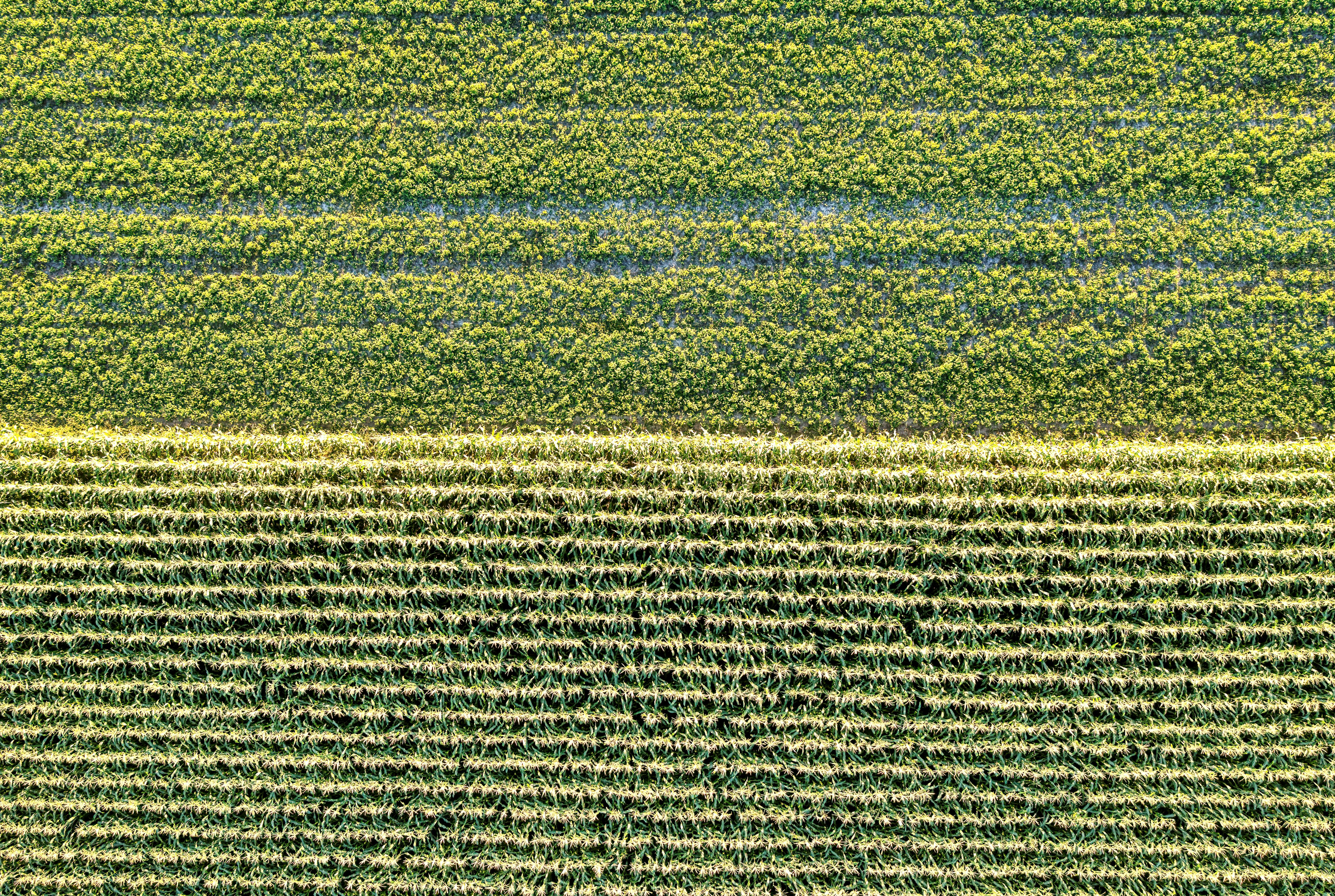 An Aerial Photography of Green Grass Field · Free Stock Photo