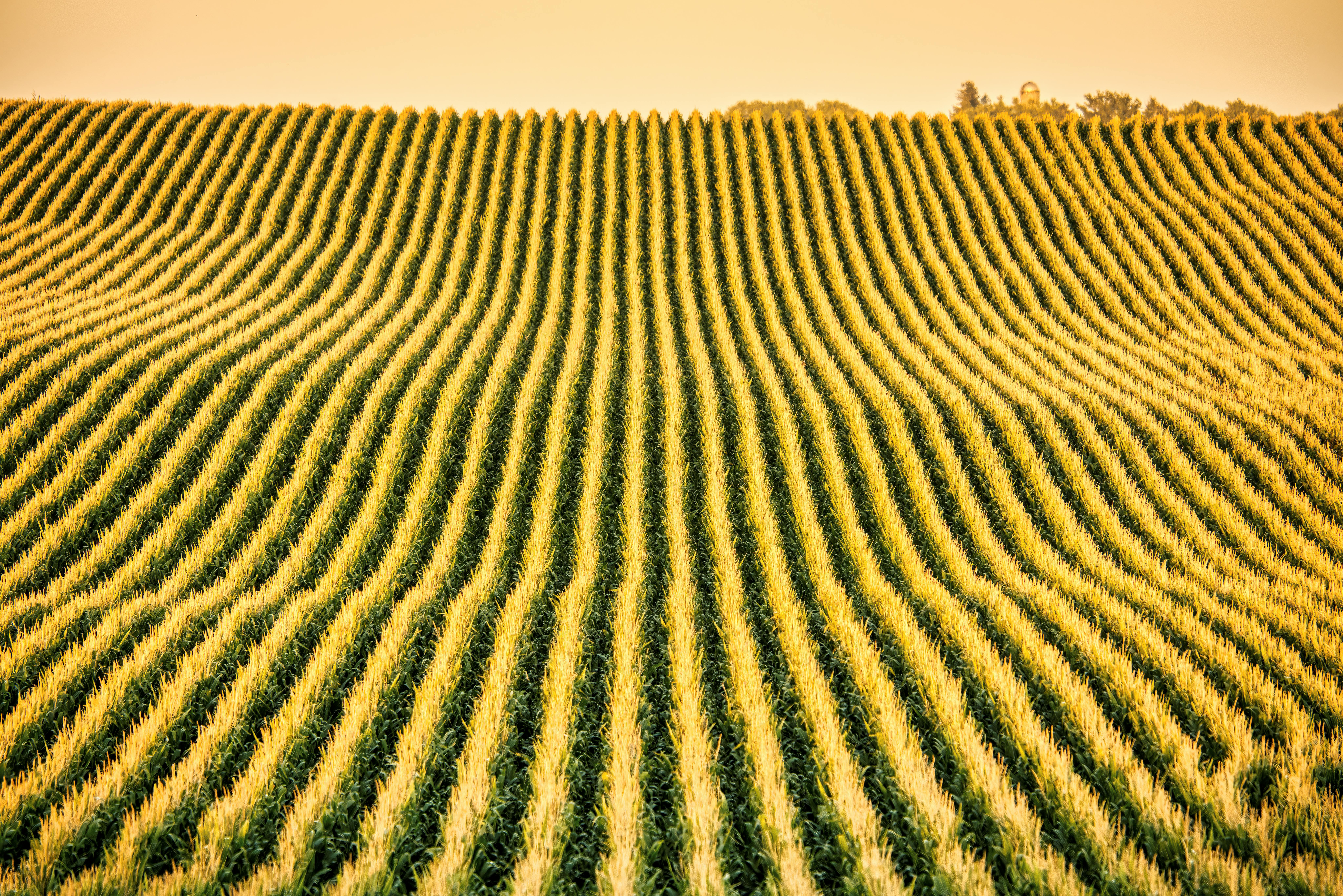 An Aerial Shot of a Corn Field · Free Stock Photo