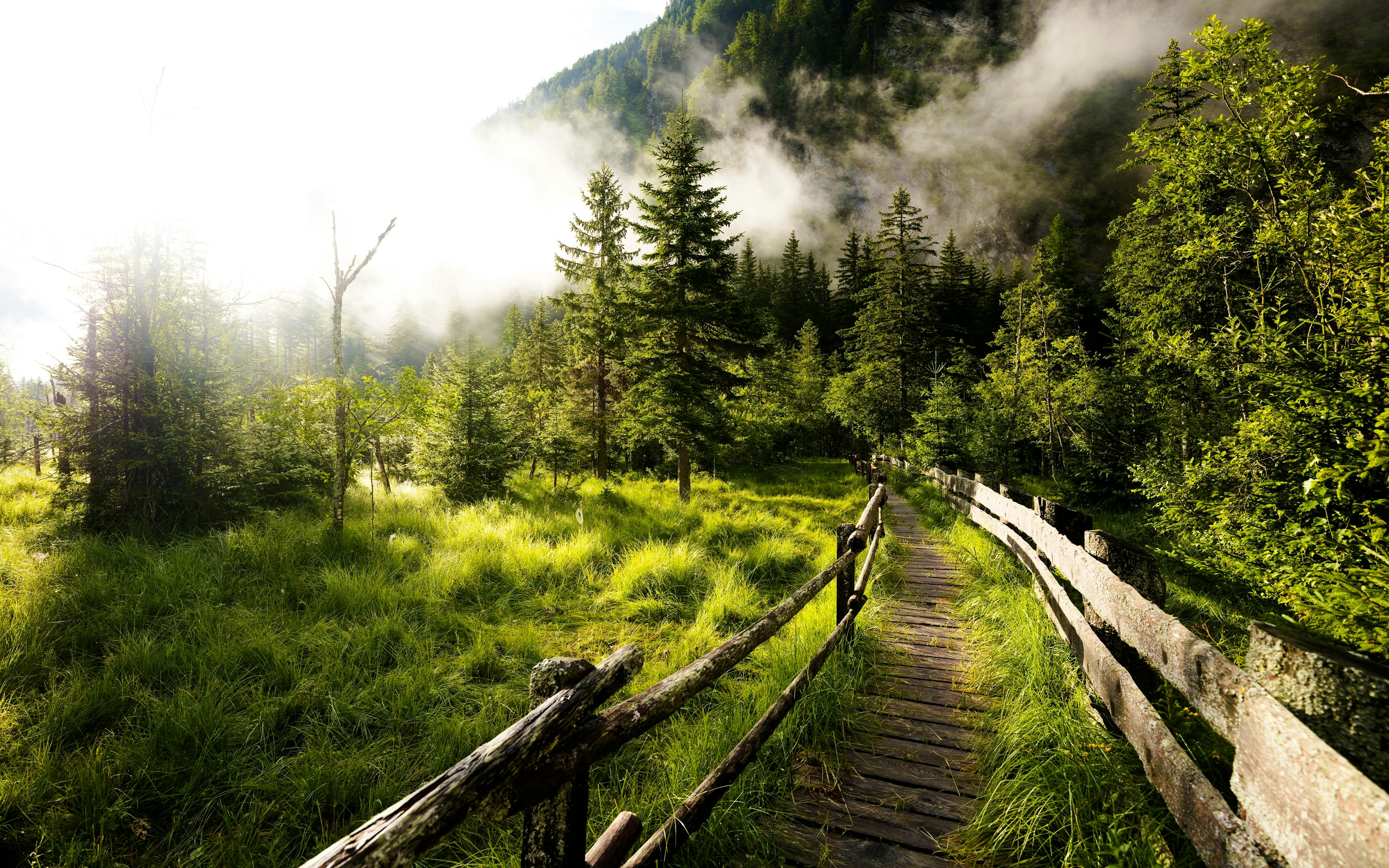A Wooden Bridge Between Green Trees on Mountain · Free Stock Photo