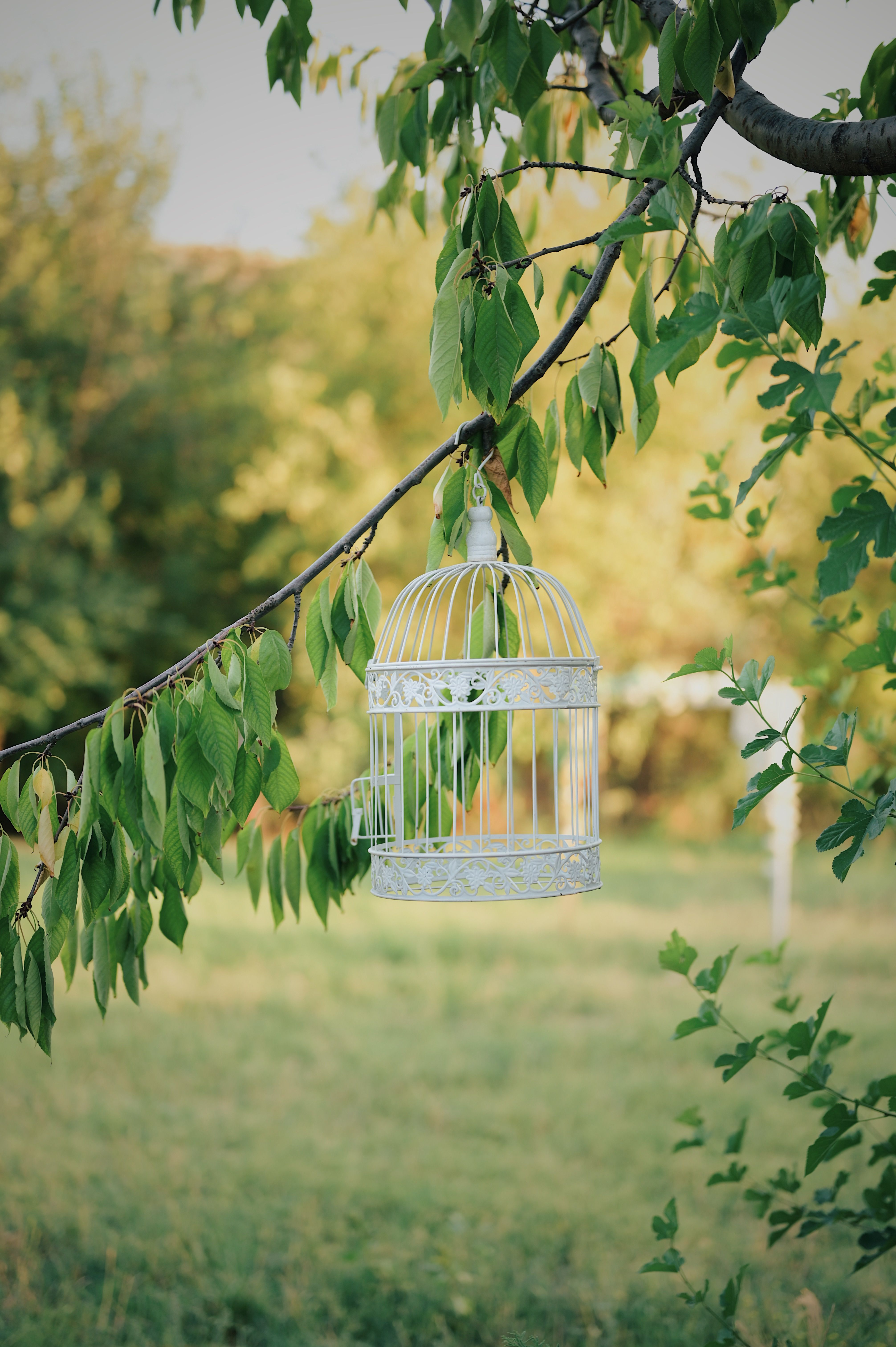 Bird Cage Hanging on the Branches · Free Stock Photo