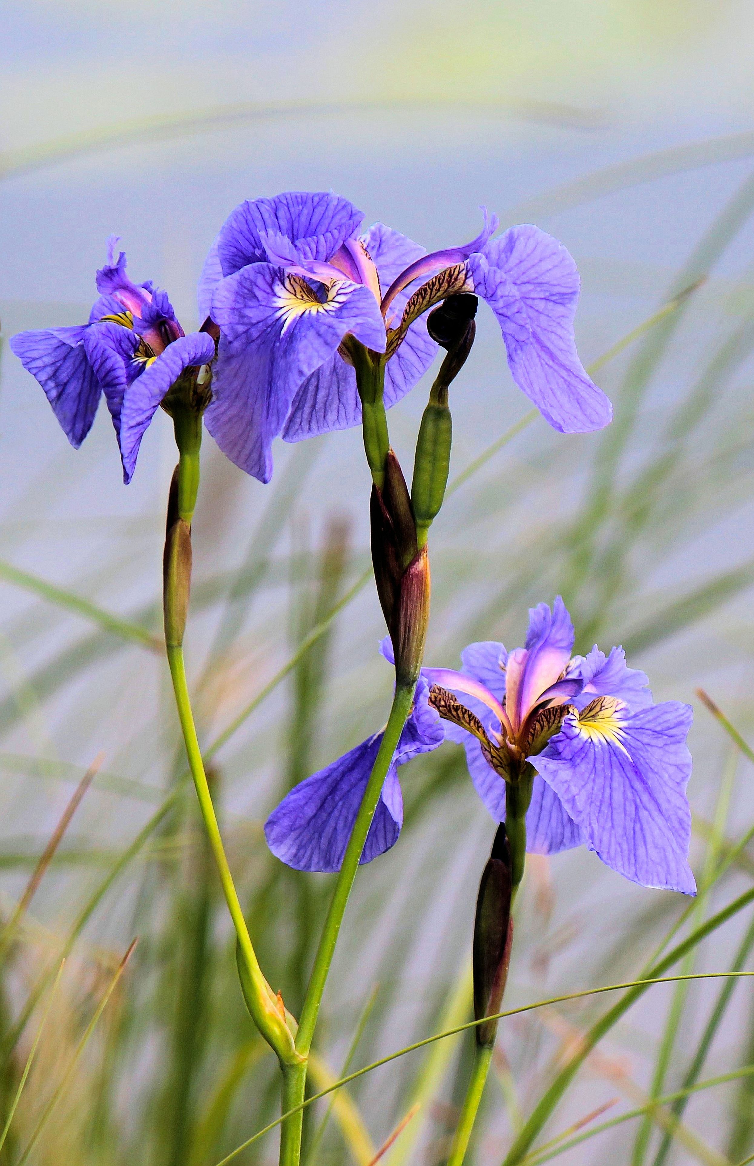 Blooming Iris Flower · Free Stock Photo
