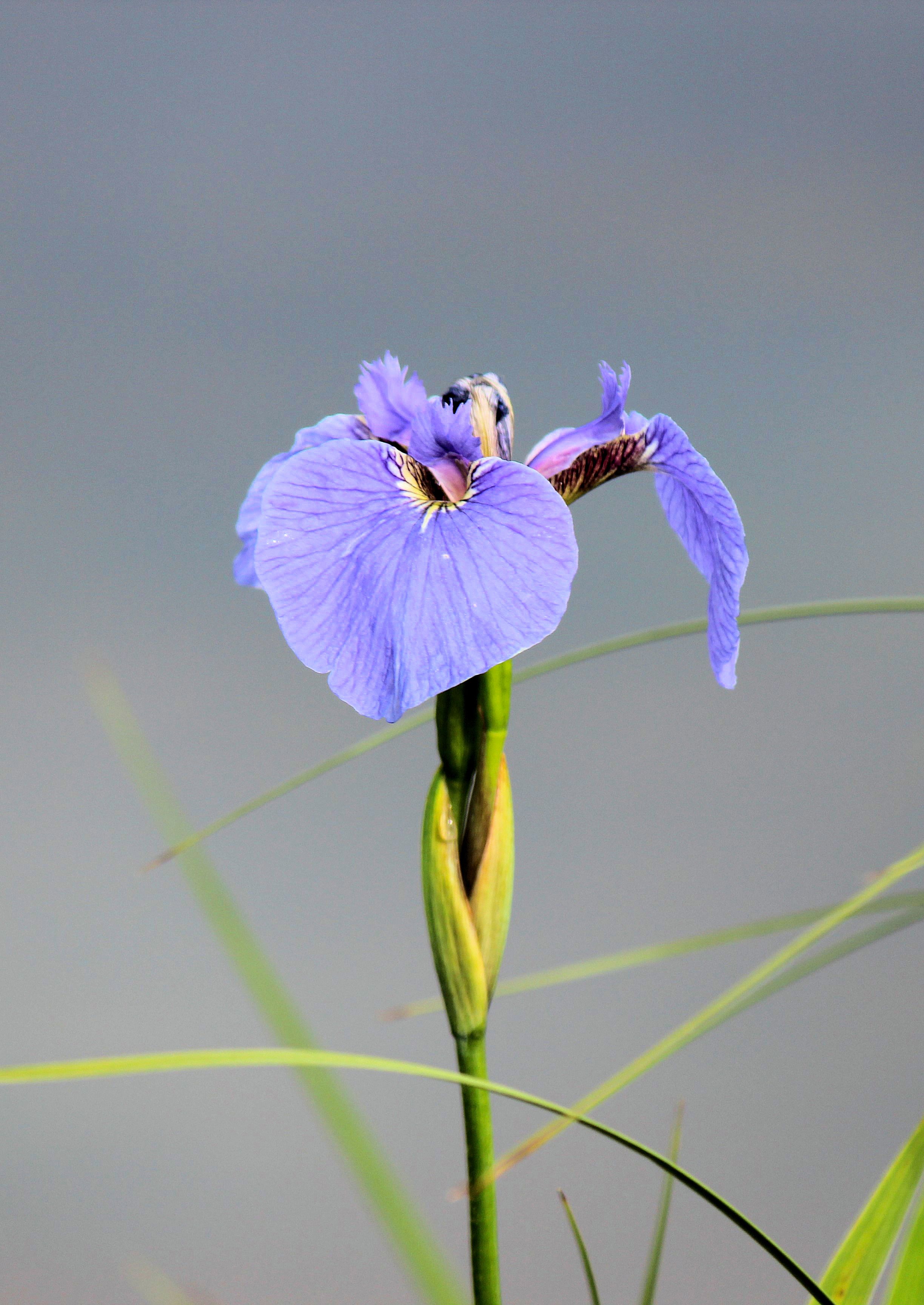 Iris Flower Photos, Download The BEST Free Iris Flower Stock Photos ...