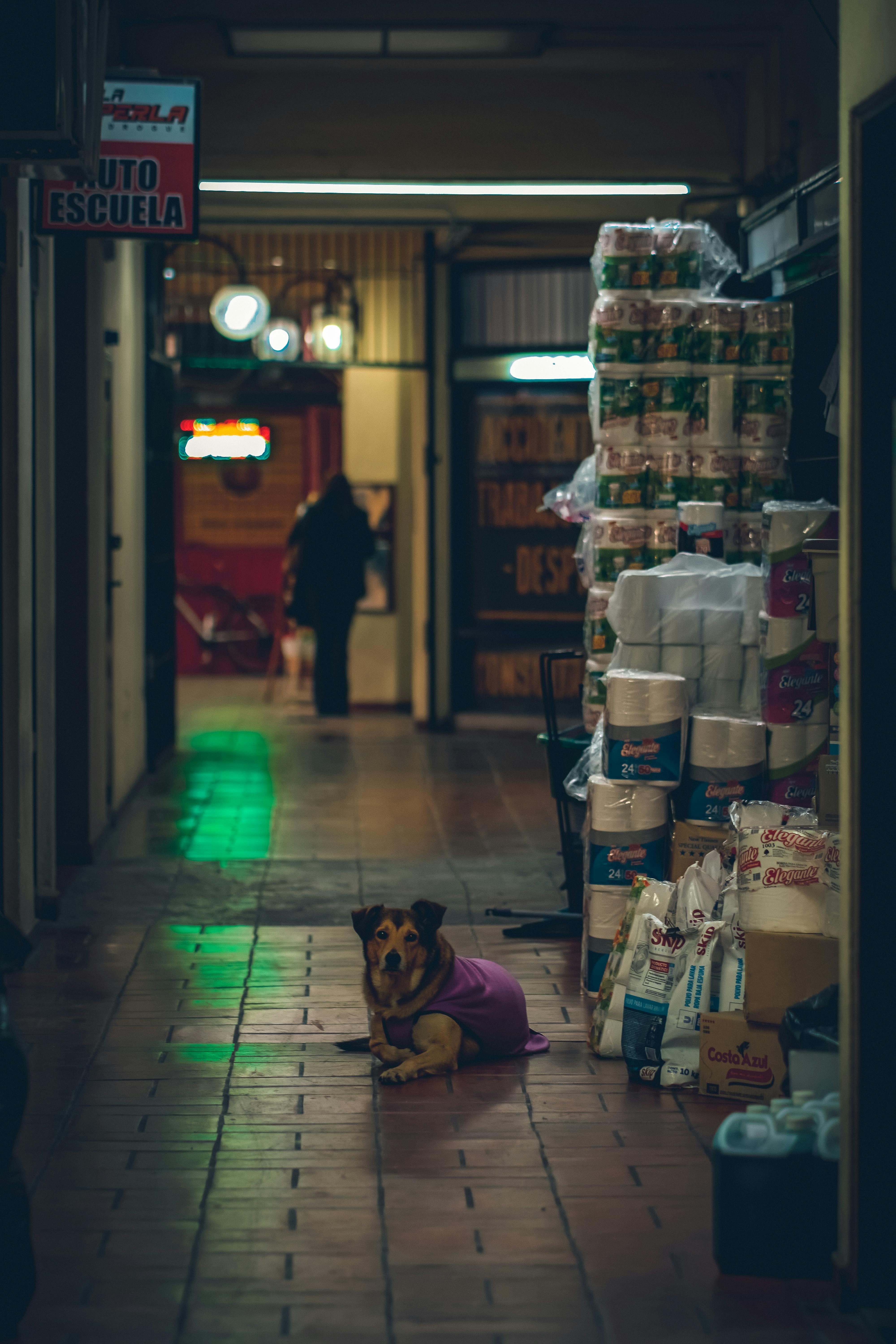 A Dog Resting on the Hallway · Free Stock Photo
