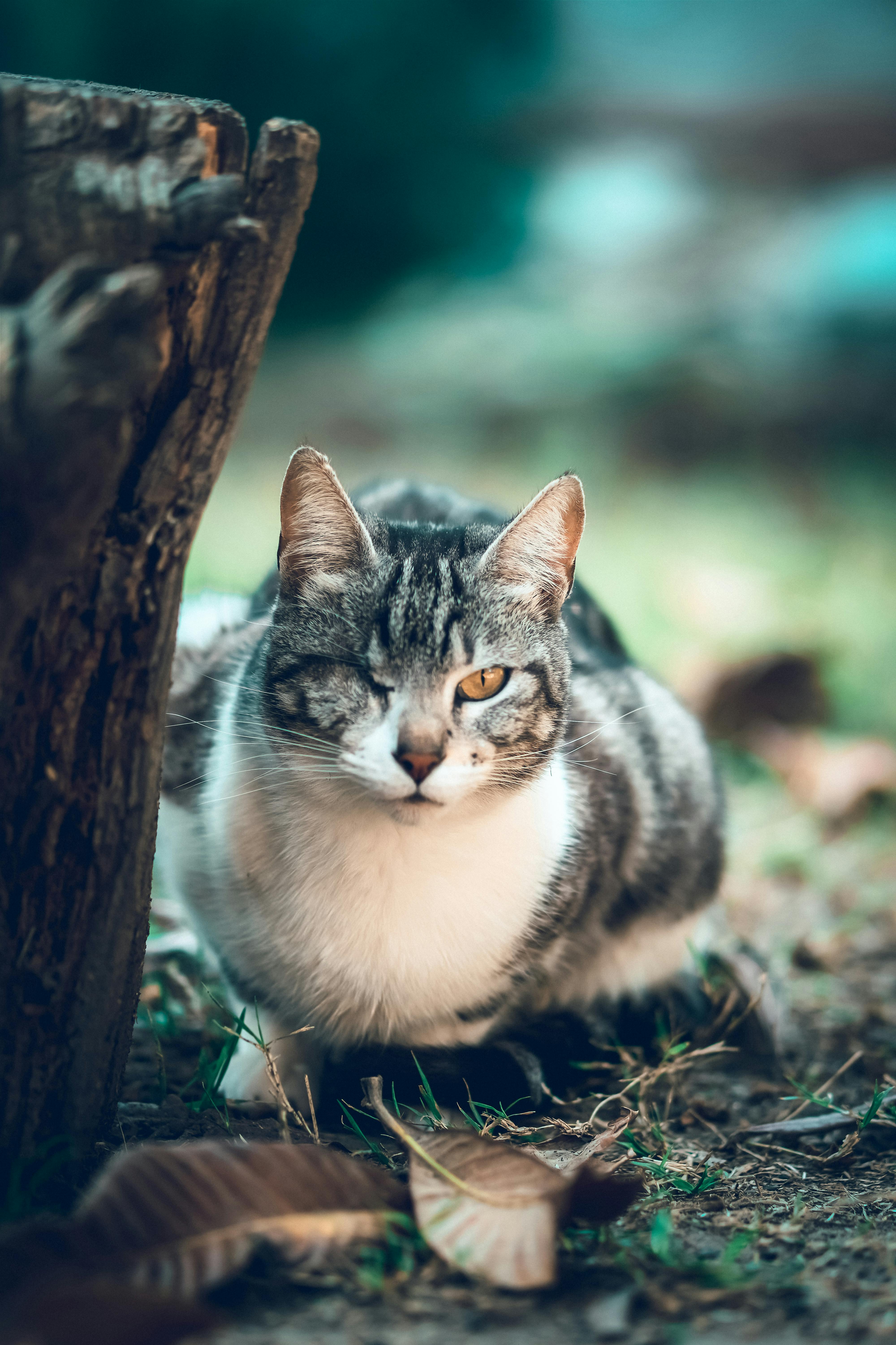 Fluffy Cat Sitting on Ground in Nature · Free Stock Photo