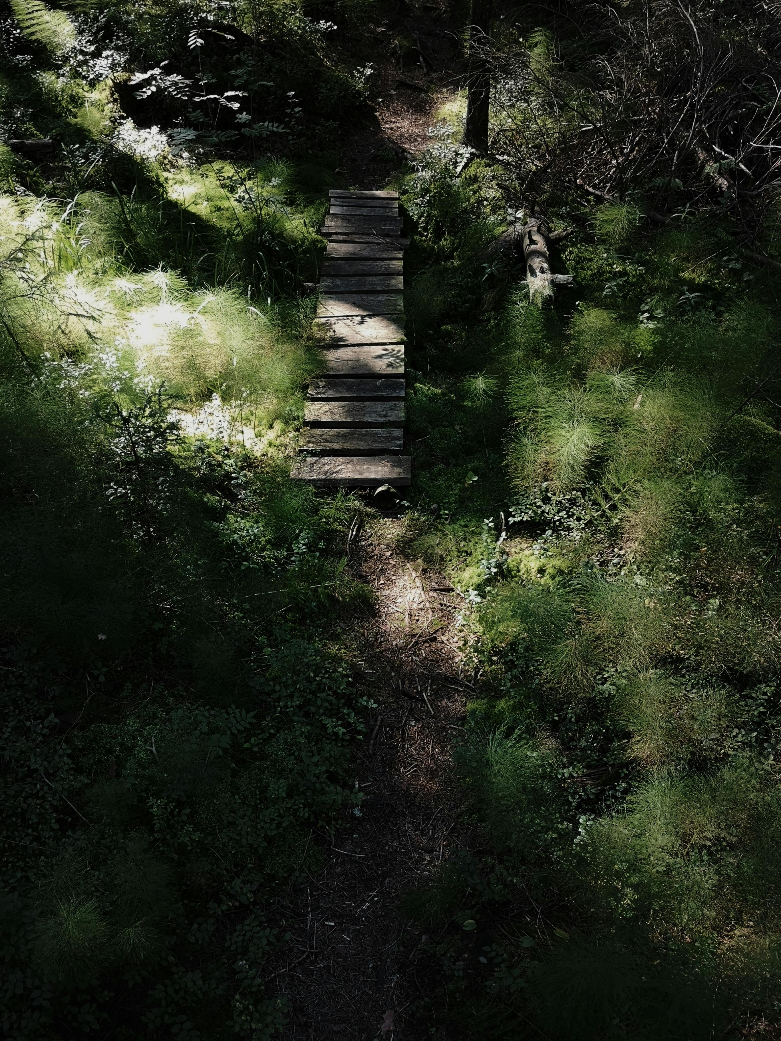 A Wooden Bridge Between Green Grass · Free Stock Photo