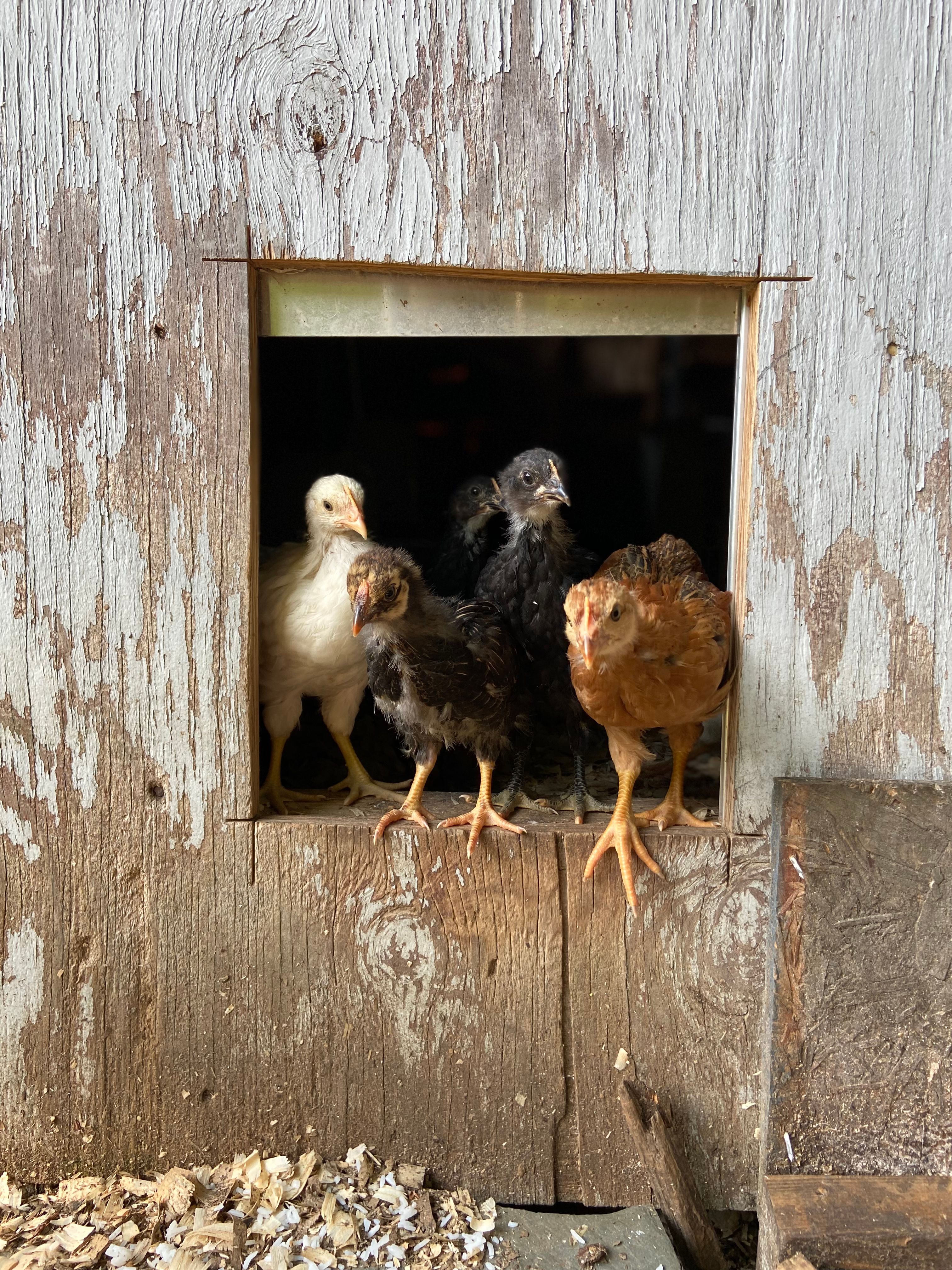 Hundreds Of Caged Chickens Photos, Download The BEST Free Hundreds Of ...