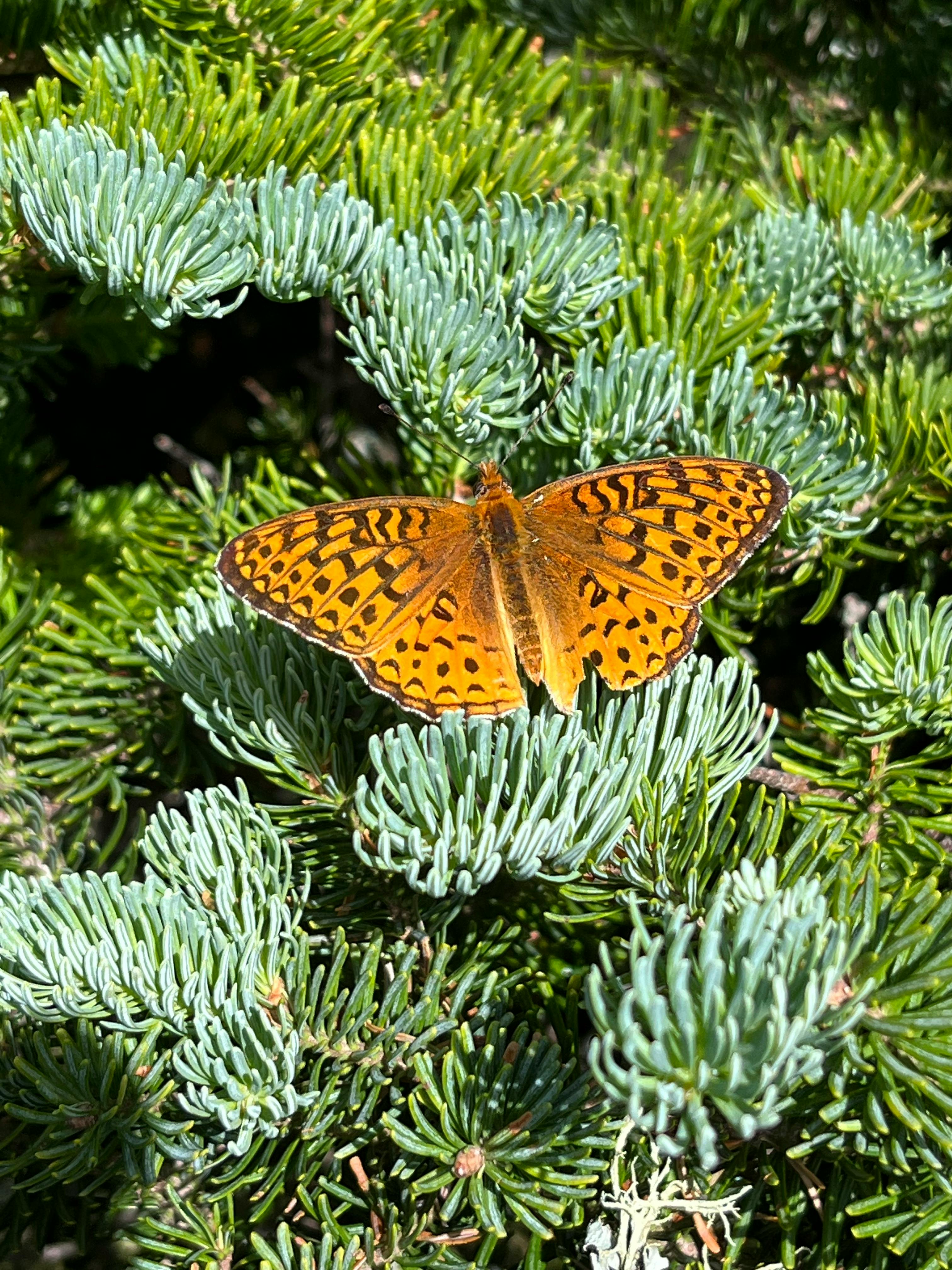 Close-up of an Orange Butterfly · Free Stock Photo