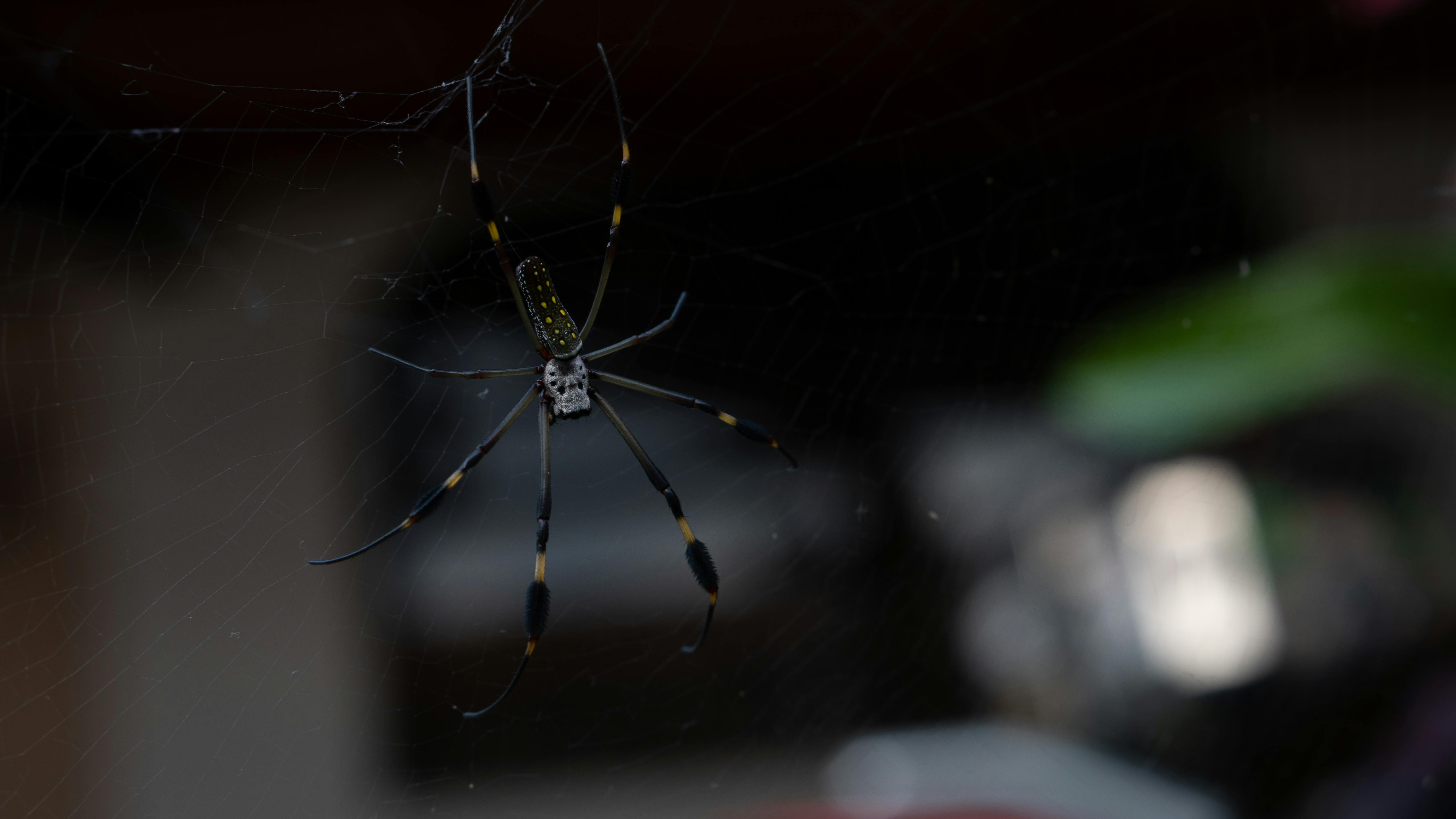 Spiral Orb Web Photos, Download The BEST Free Spiral Orb Web Stock ...