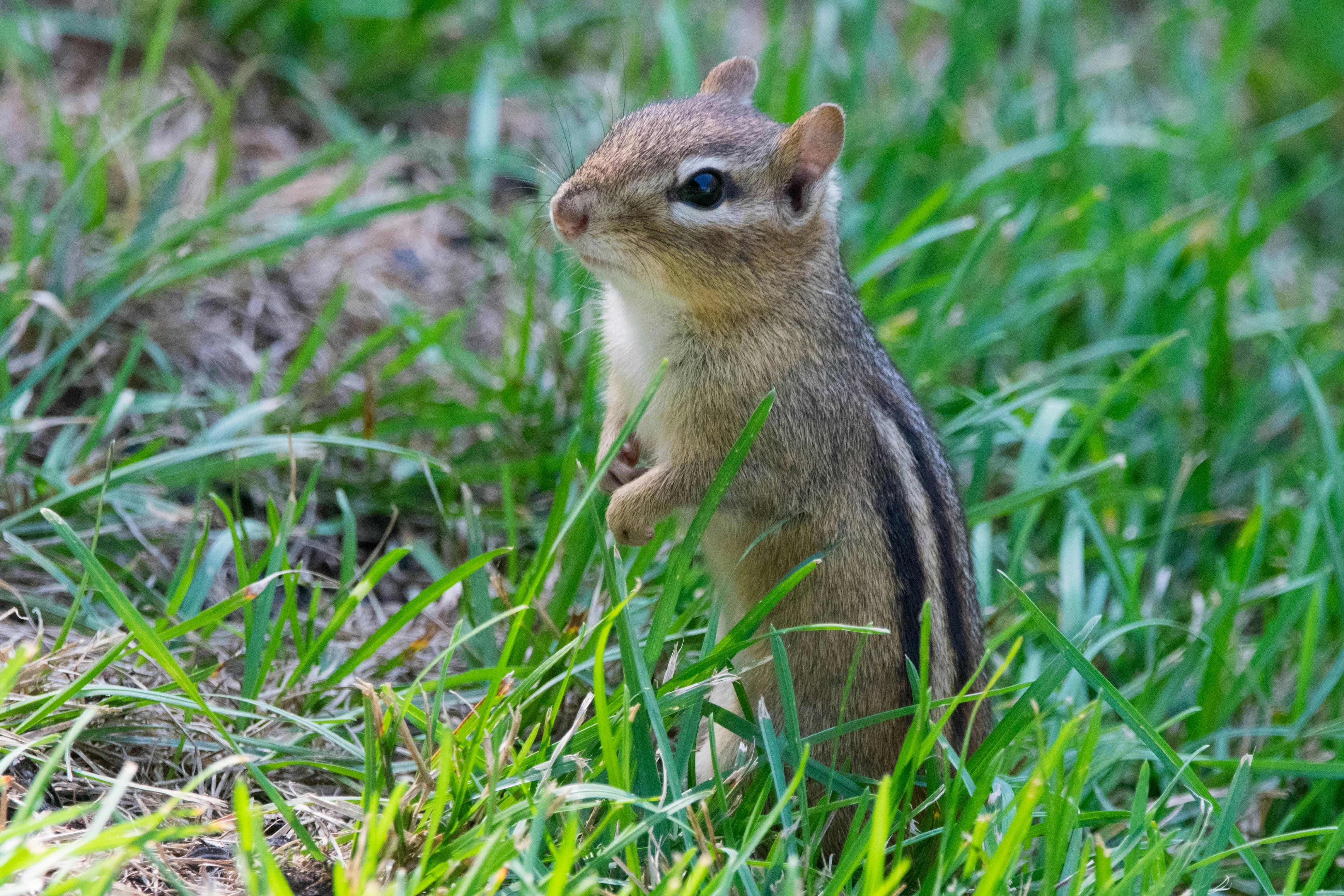 Close Up Photography of a Chipmunk · Free Stock Photo