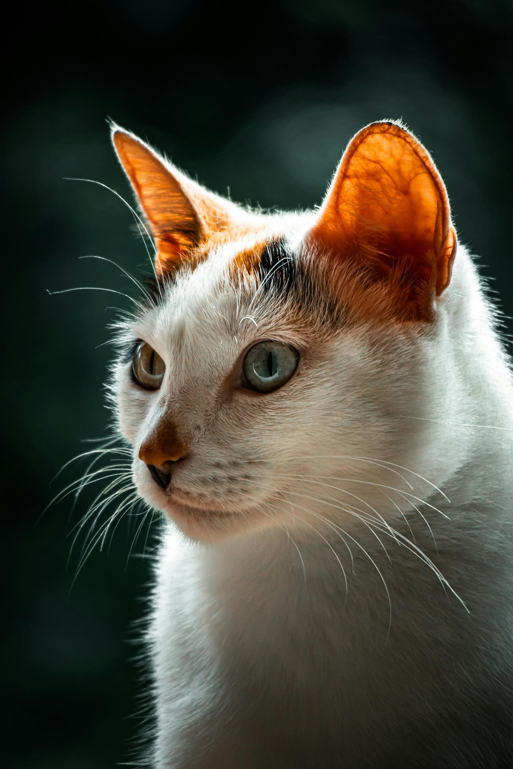 Colombian Pet Photos, Download The BEST Free Colombian Pet Stock Photos & HD Images