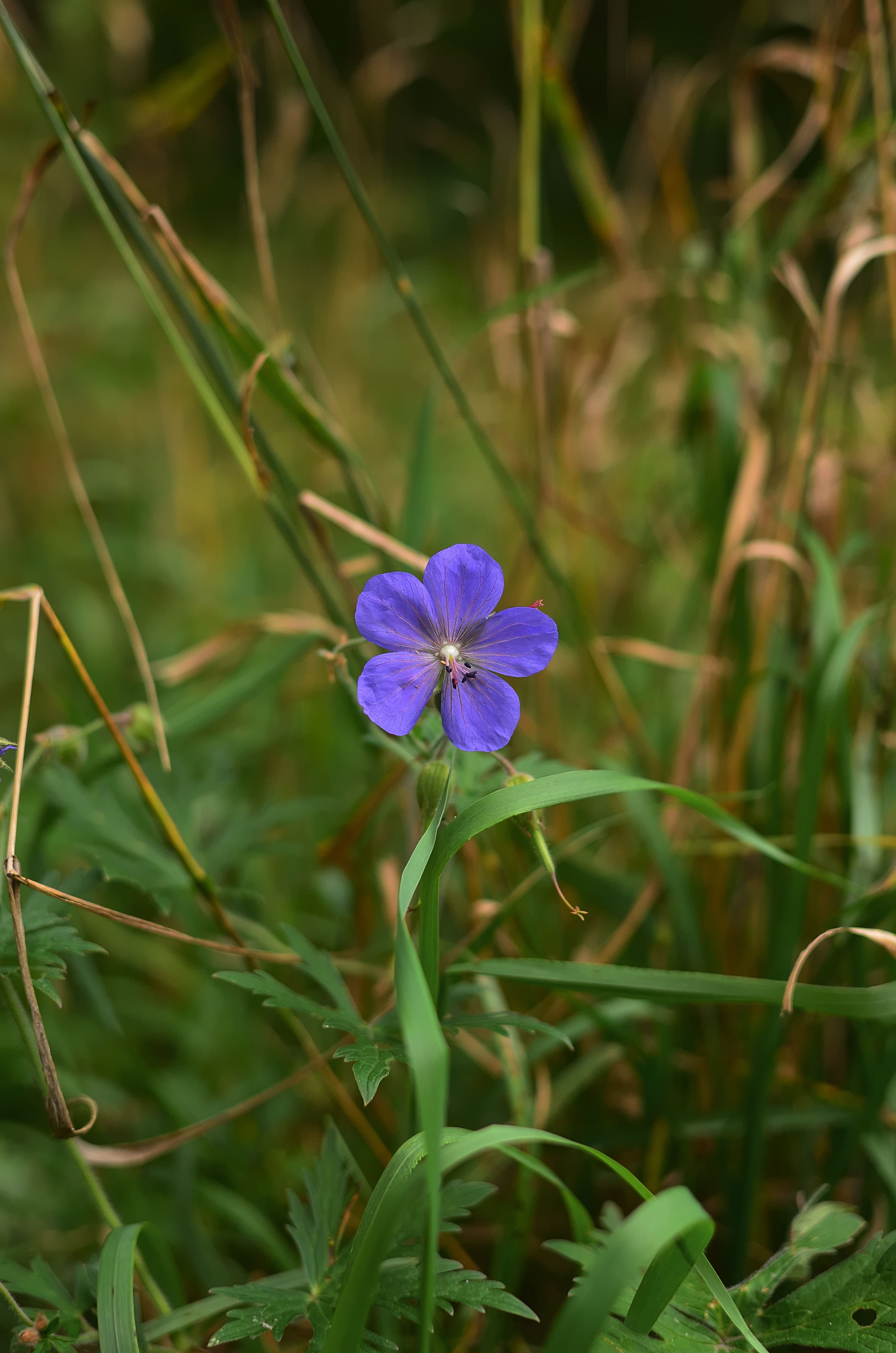 Wild Flowers in Close-up Shot · Free Stock Photo