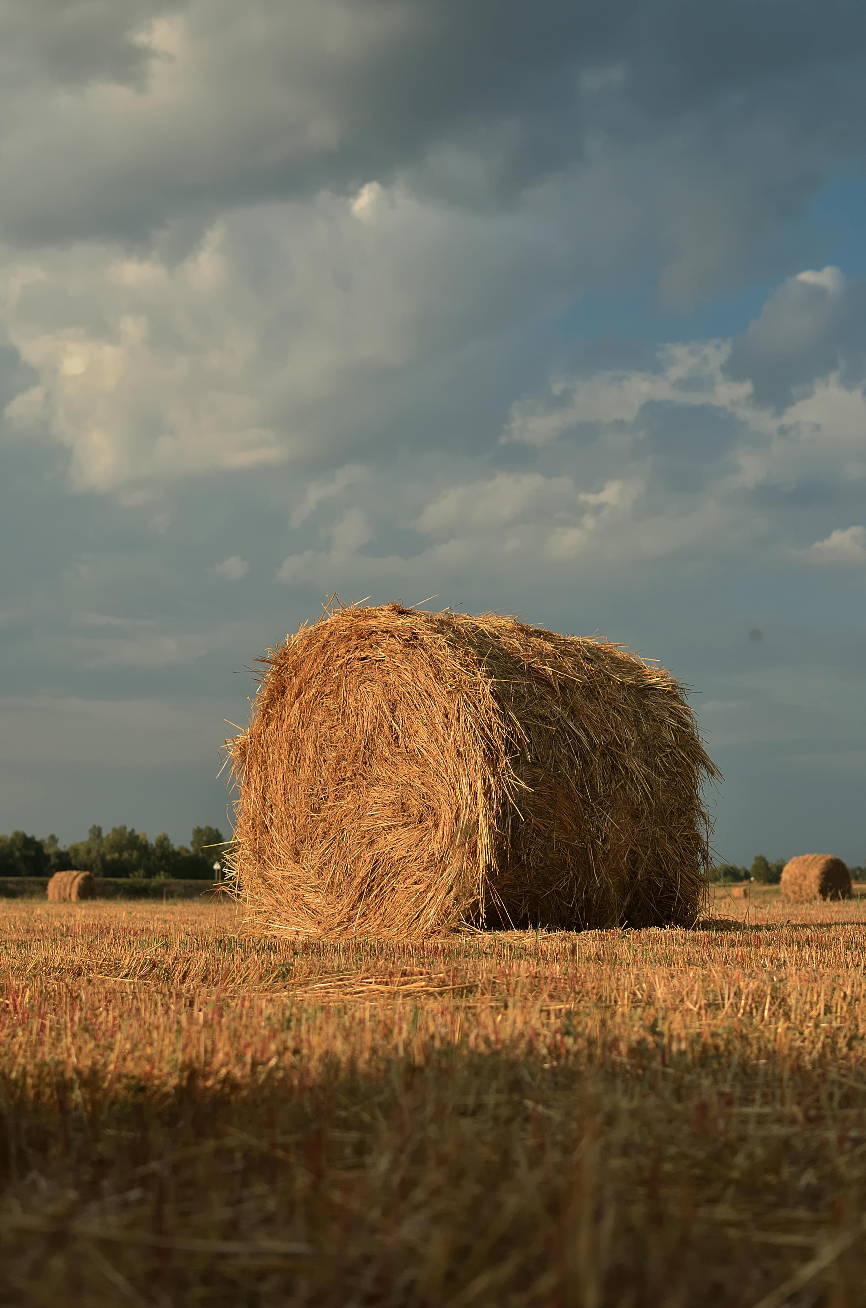 Stock Hay Photograph · Free Stock Photo