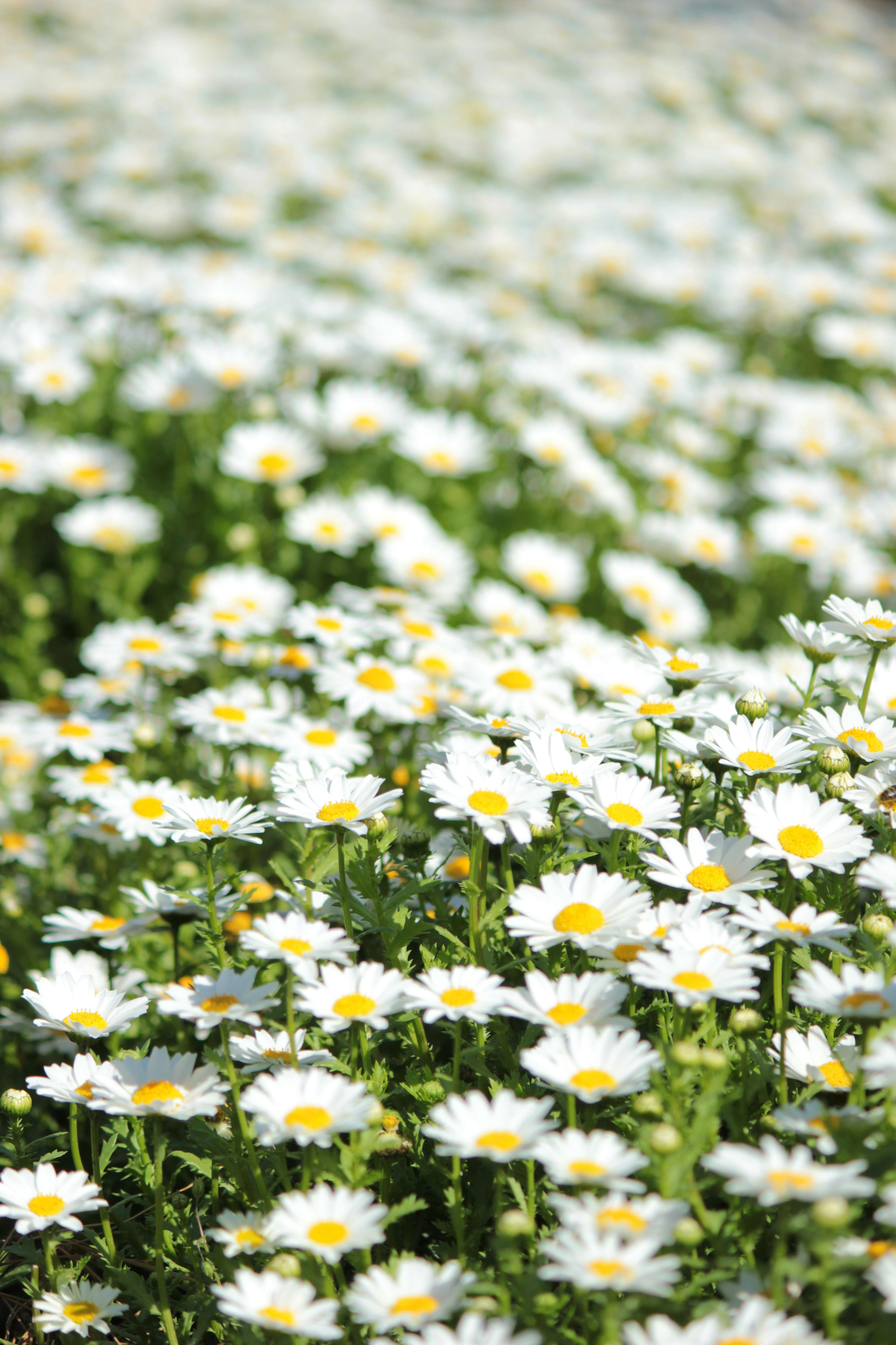 Ox Eyed Daisy · Free Stock Photo