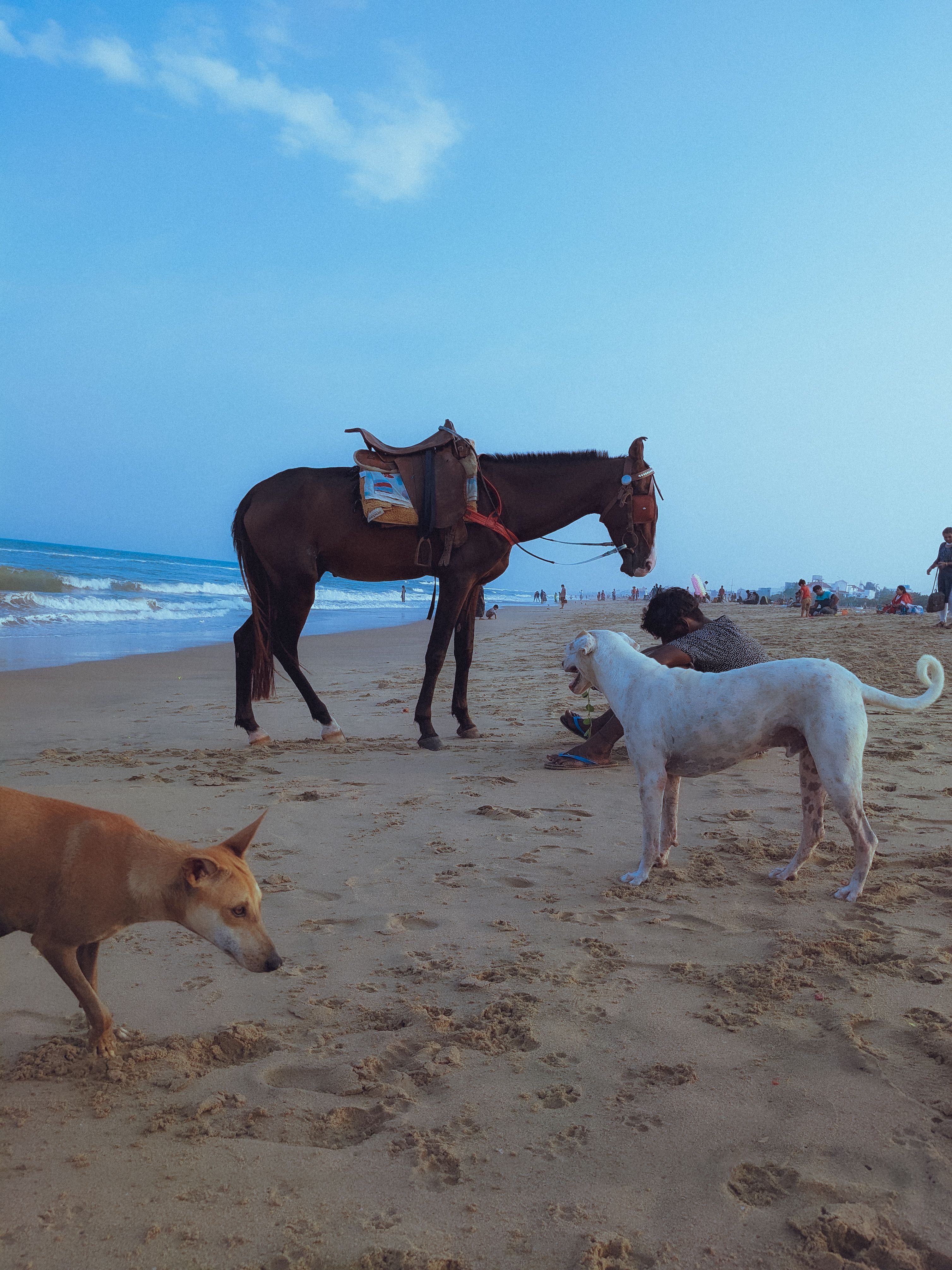Brown Horse and Dogs on Beach Shore · Free Stock Photo