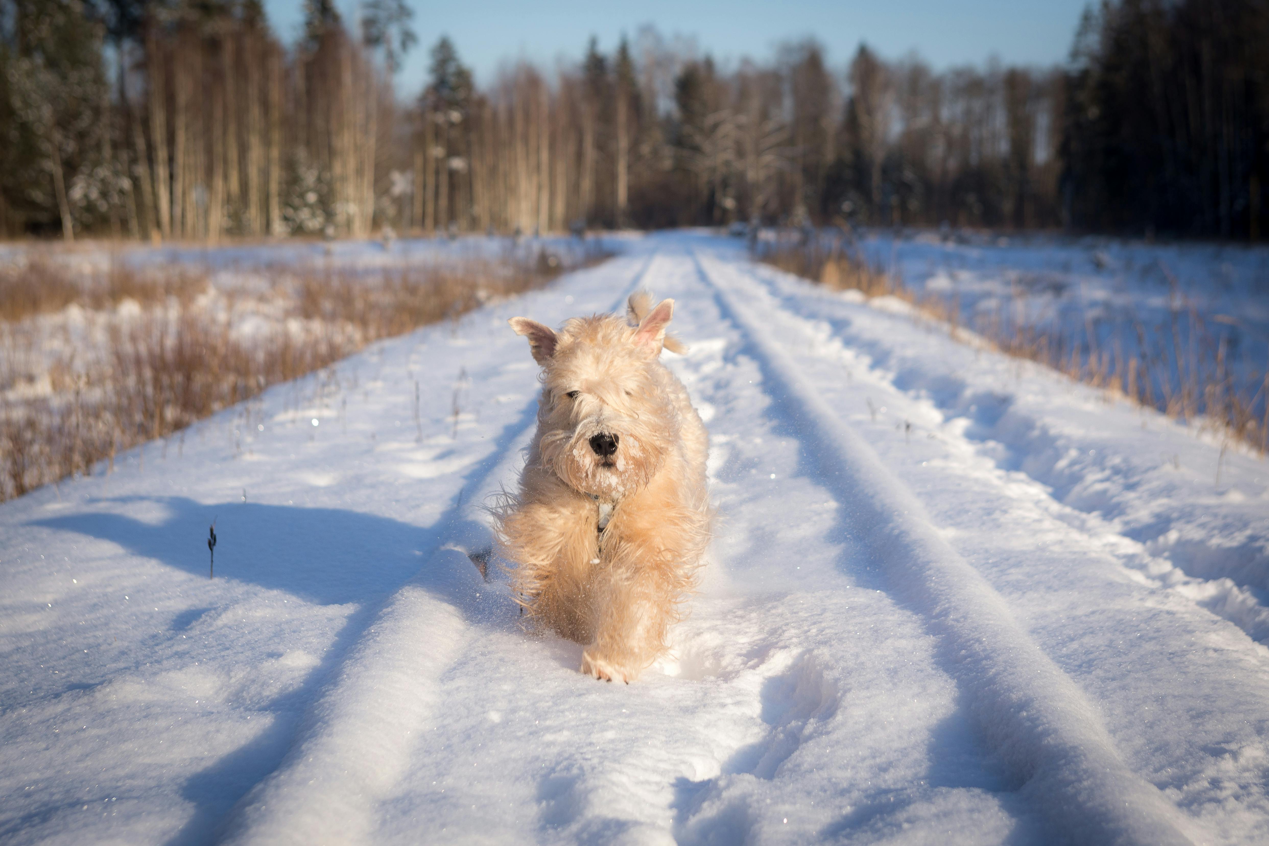 A Dog in the Snow · Free Stock Photo