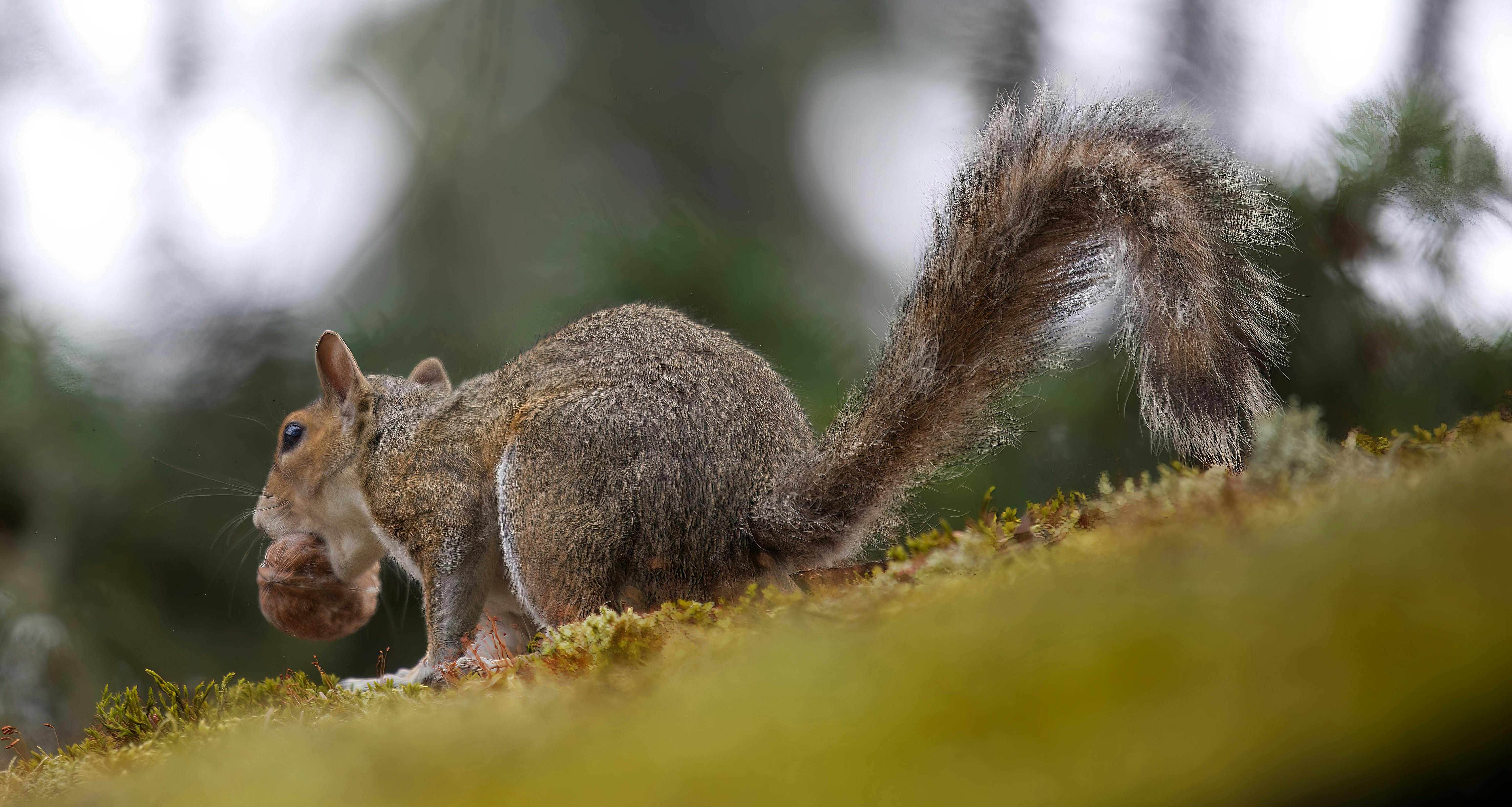 Squirrel Walnut Photos, Download The BEST Free Squirrel Walnut Stock ...
