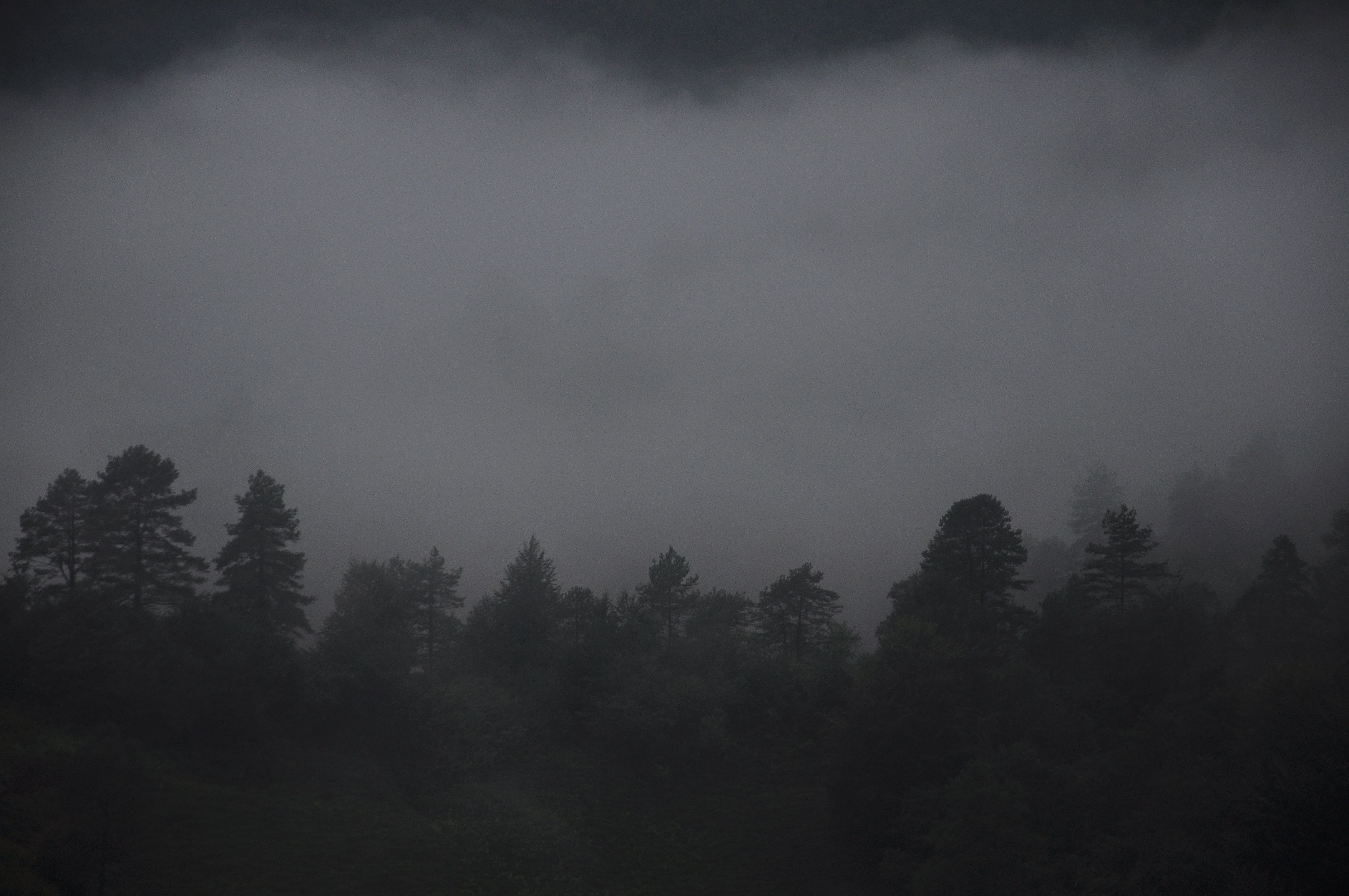 Grayscale Photo of Trees in the Forest · Free Stock Photo
