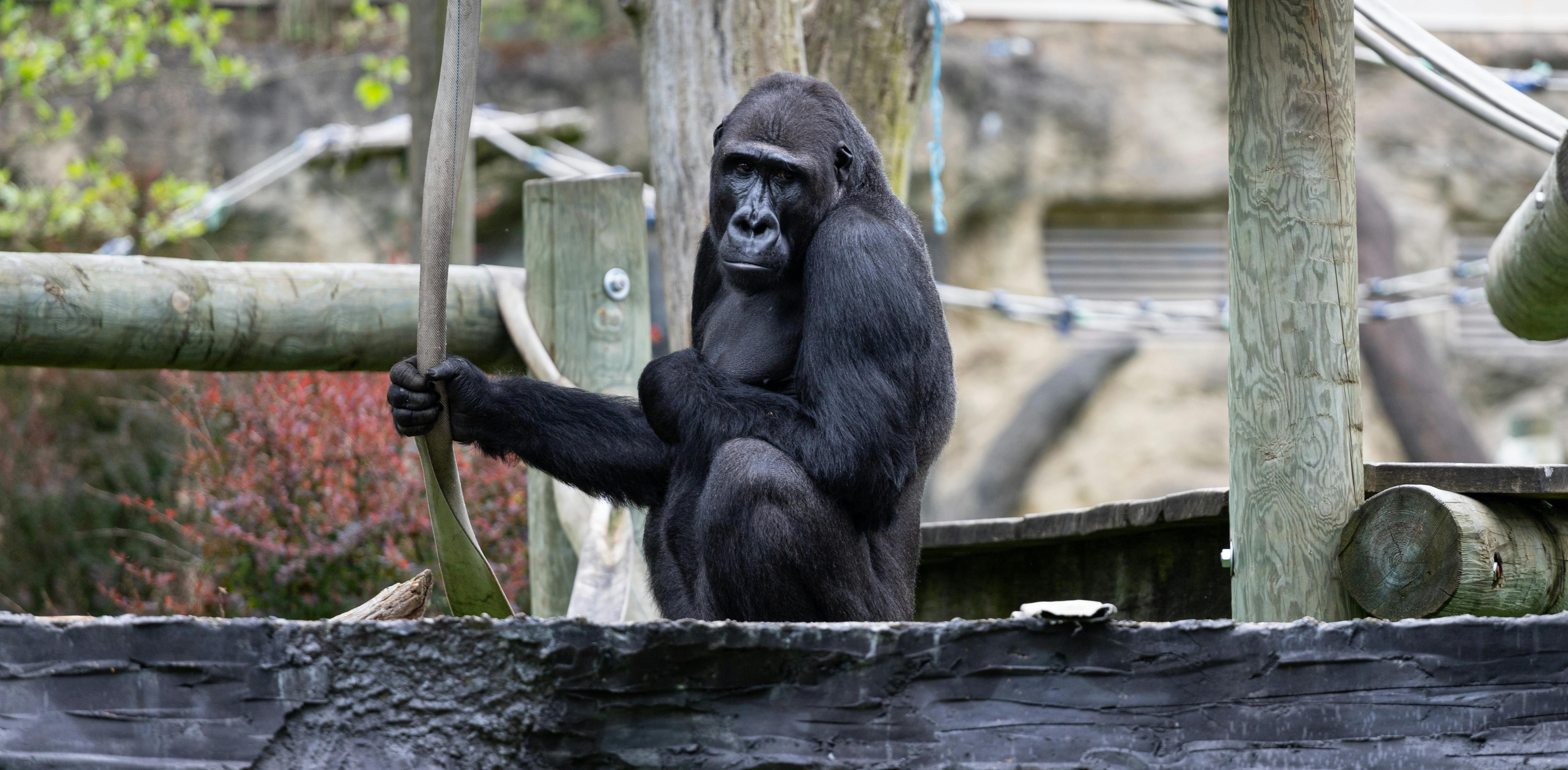 Close-up of an Ape · Free Stock Photo