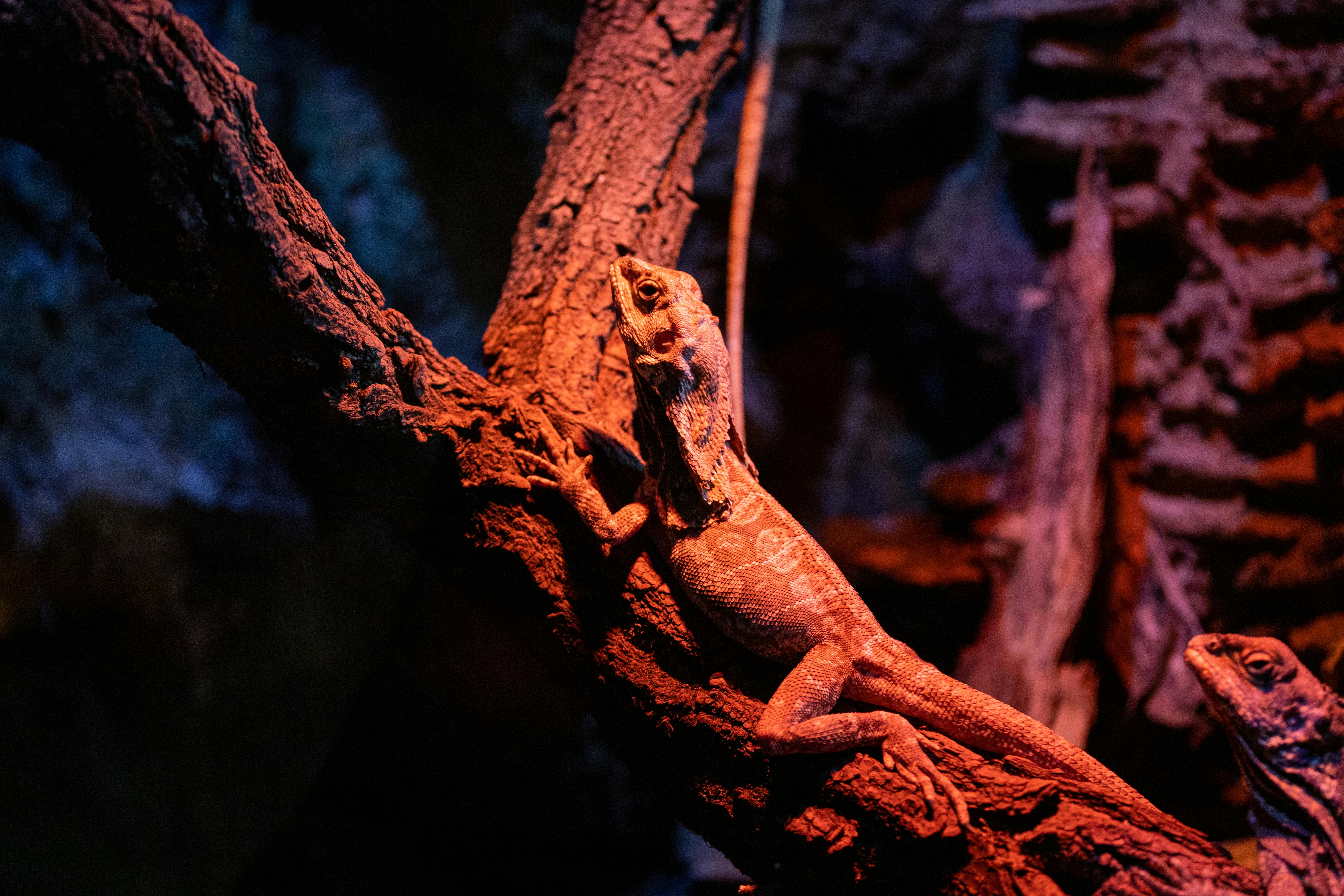 Unlocking Reptile Taxonomy: A Diverse World of Species