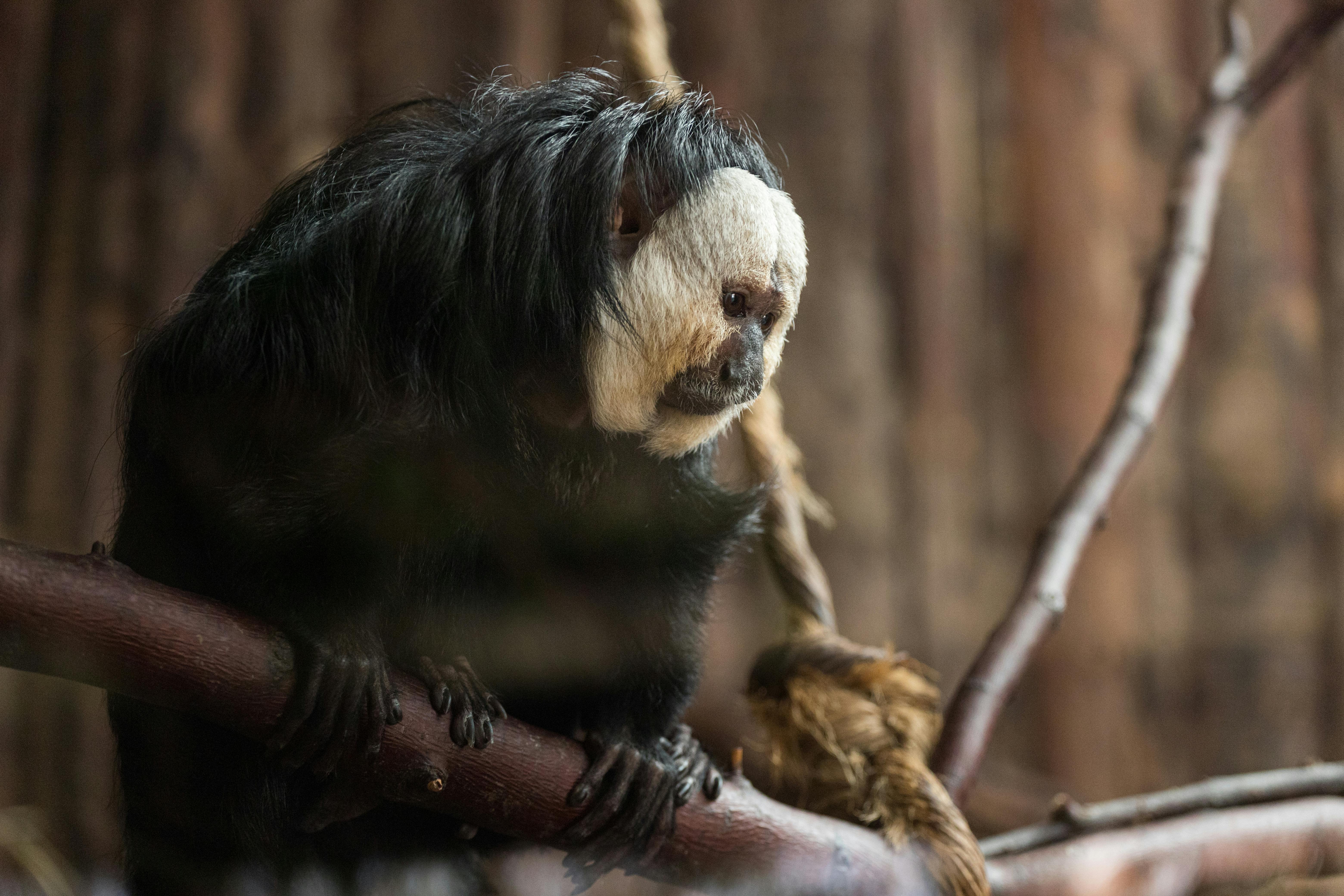 Pale Headed Saki Monkey Photos, Download The BEST Free Pale Headed Saki ...