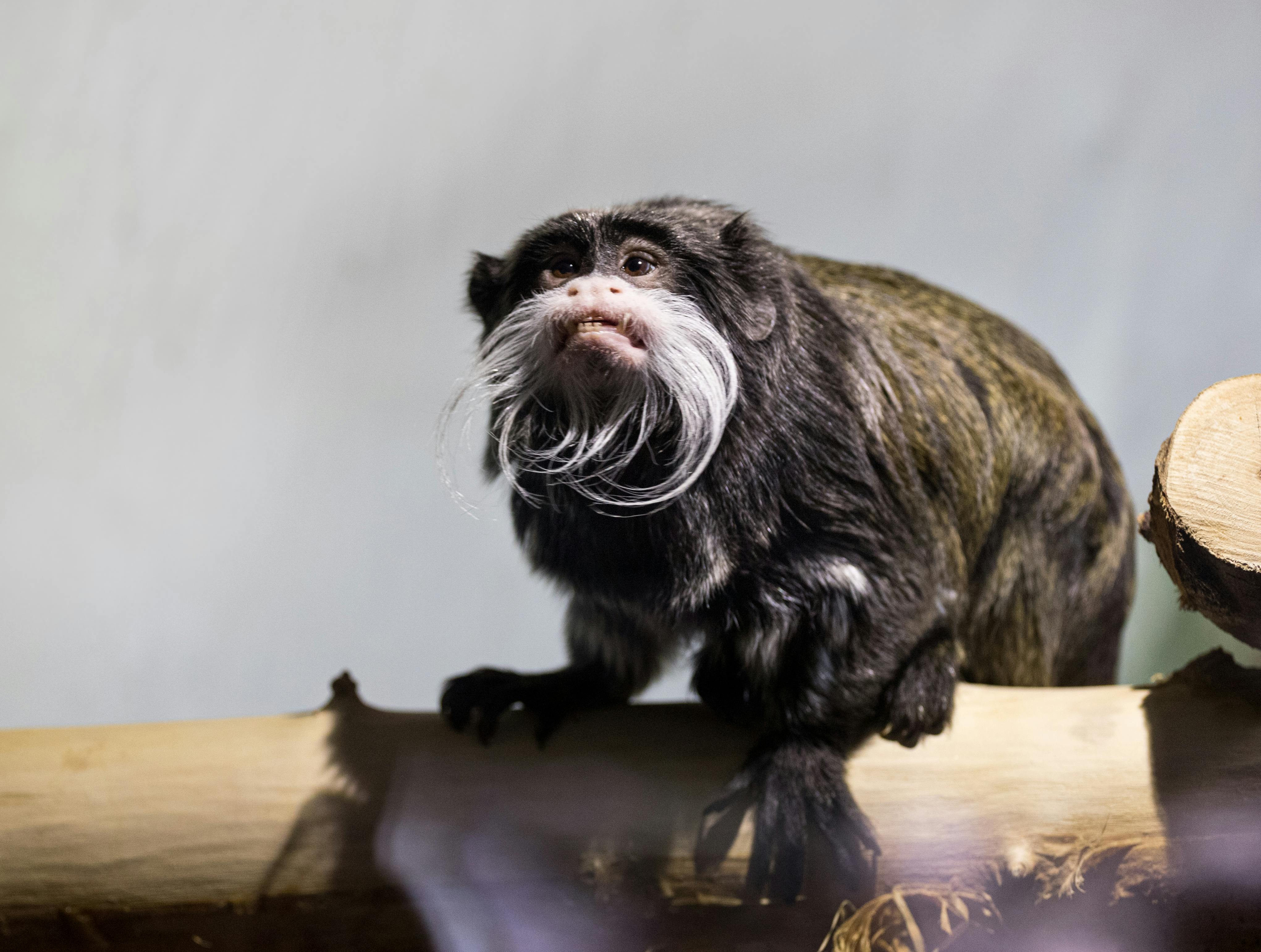 Emperor Tamarin with White Whiskers · Free Stock Photo